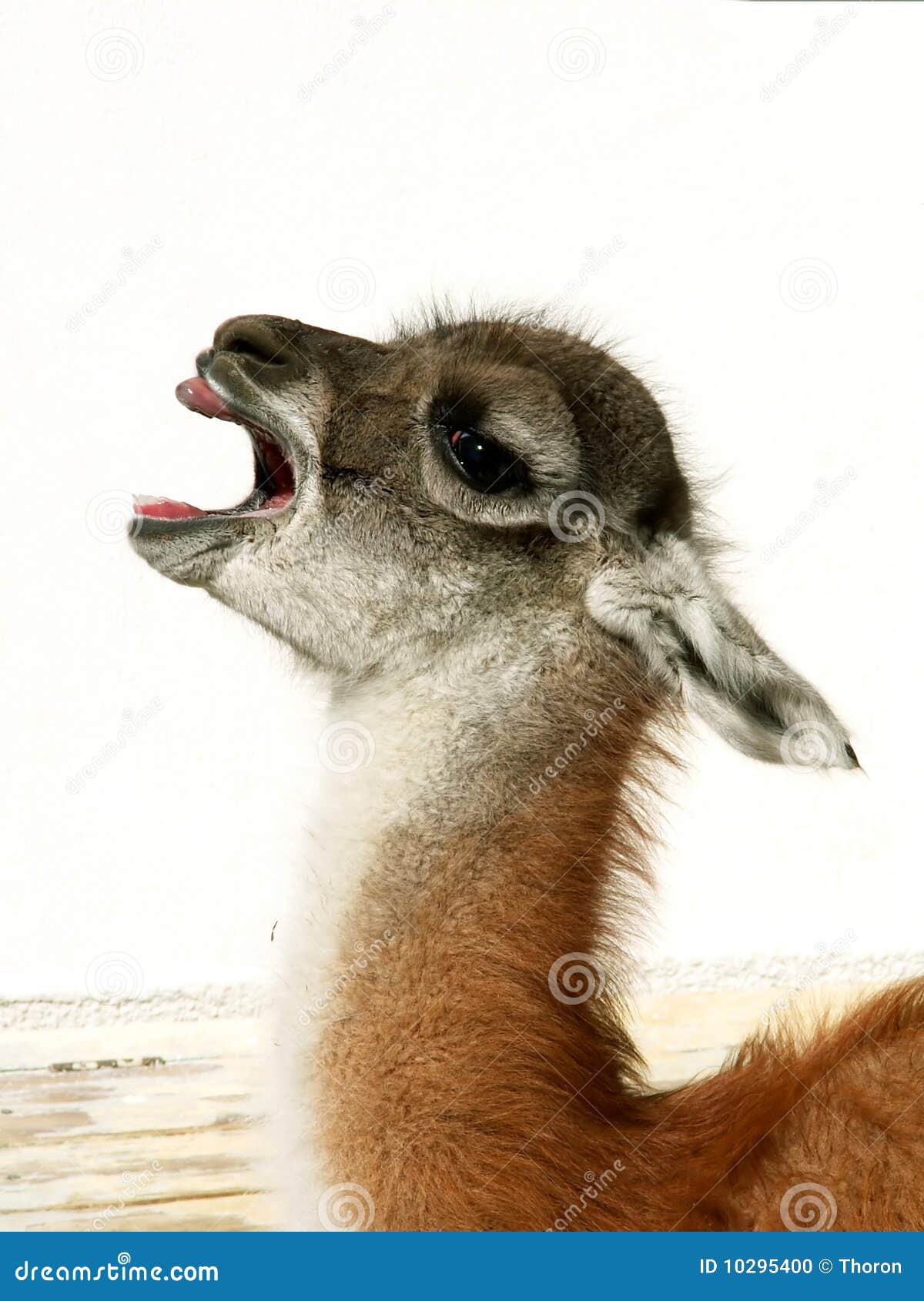 Baby guanaco stock photo. Image of baby, animal, head - 10295400