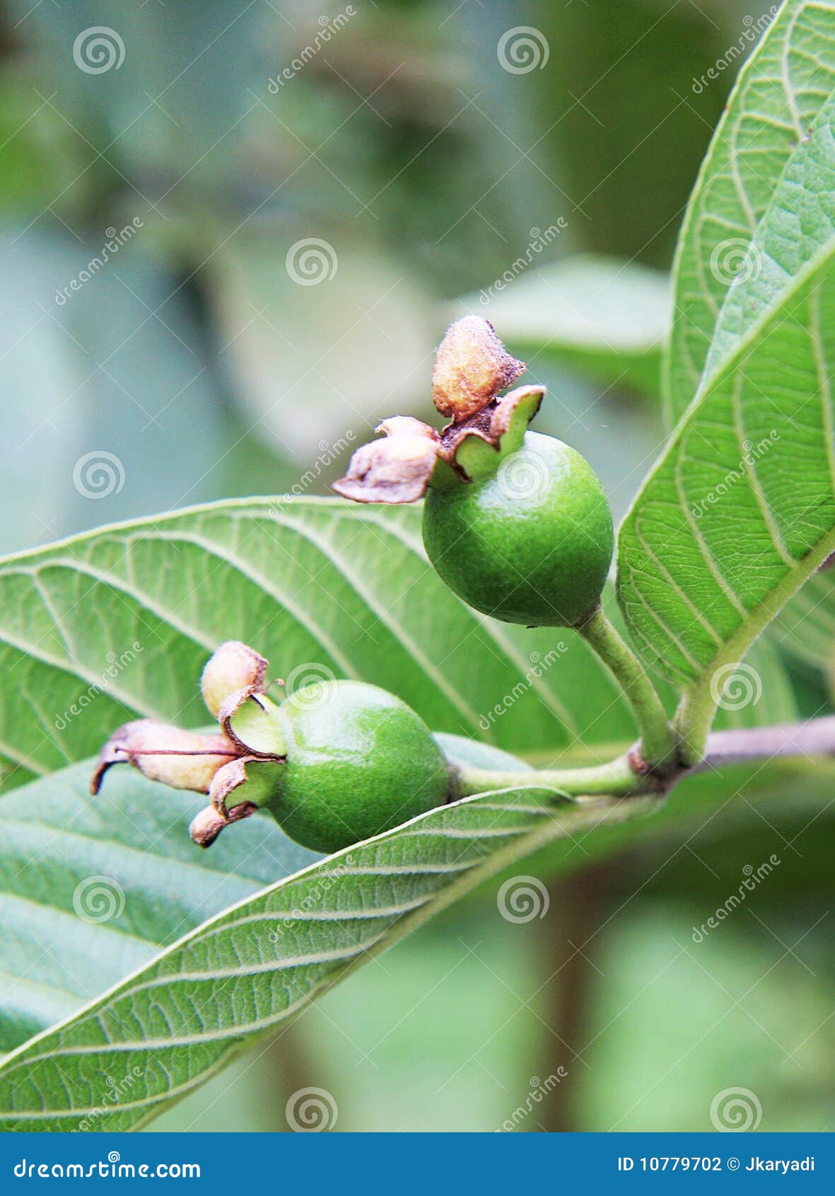 The Baby Guava stock photo. Image of tree, green, seed - 10779702