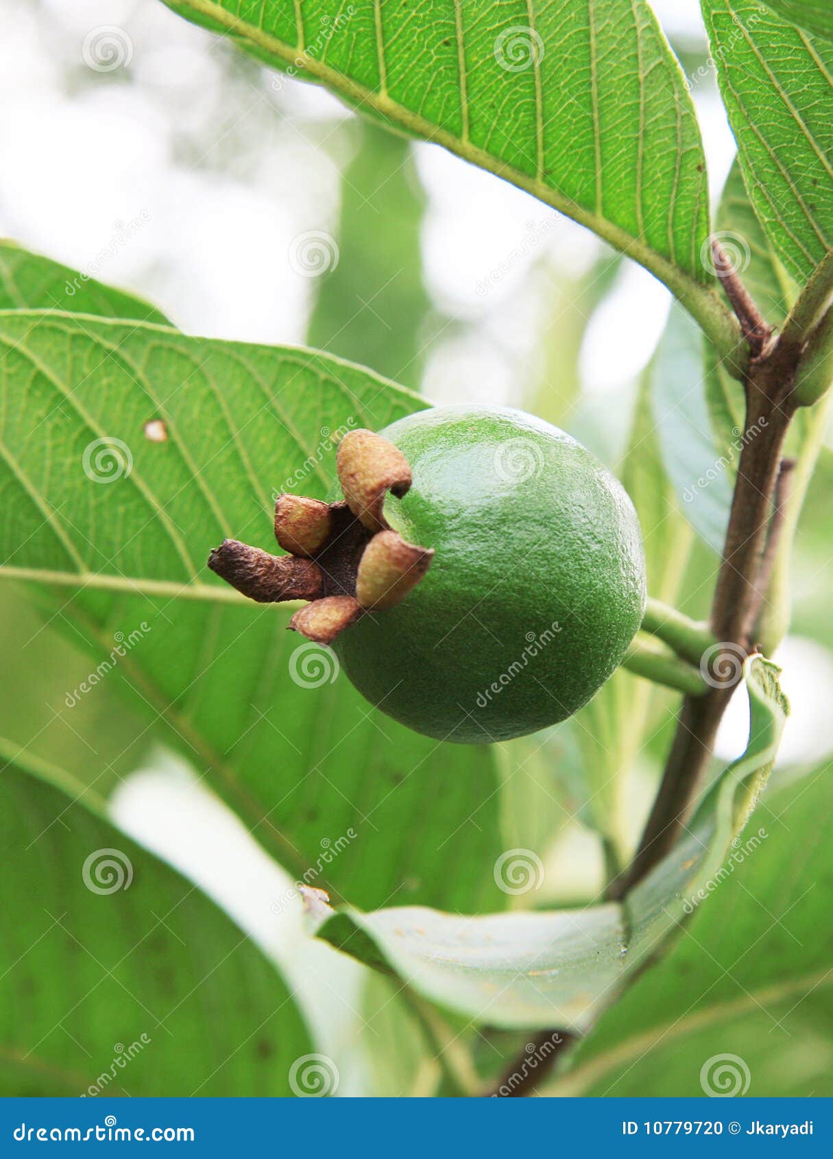 The Baby Guava stock photo. Image of climate, green, nutrition - 10779720