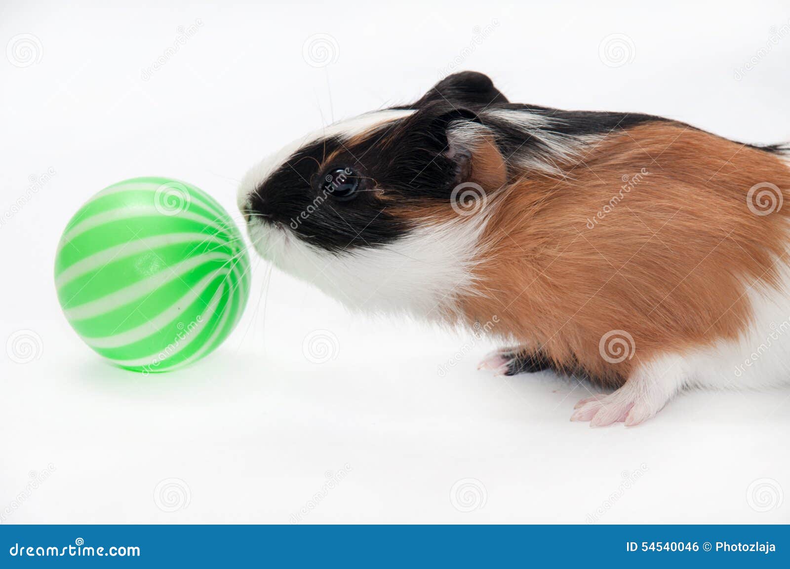 BABY GUINEA PIG PLAYING BALL Stock Photo - Image of ears, gerbil: 54540046