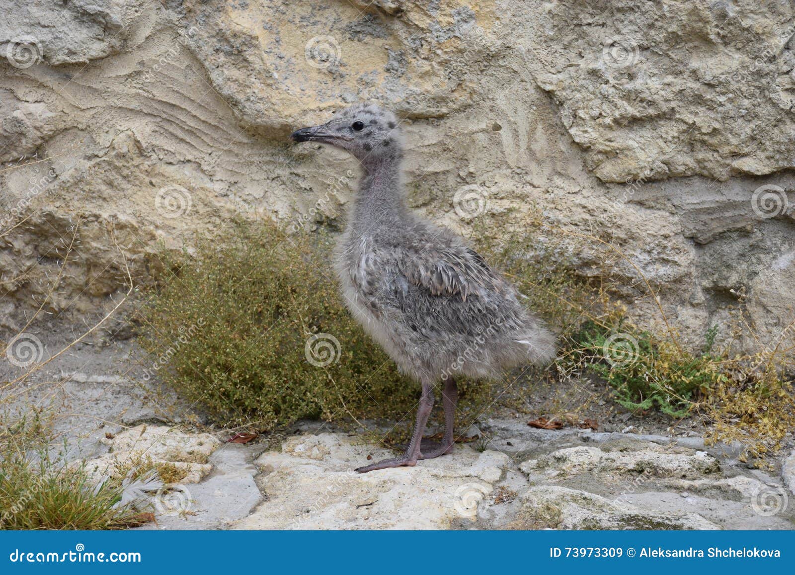 A baby gull stock image. Image of small, seagull, fledgling - 73973309
