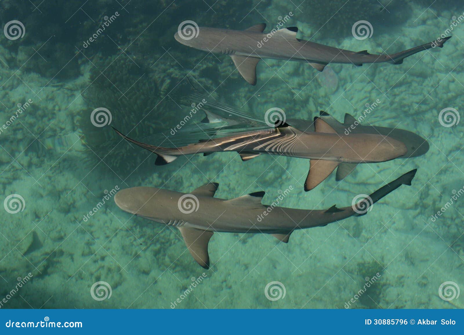 Baby-Haifisch im Meer stockfoto. Bild von kiefer, angreifen - 30885796