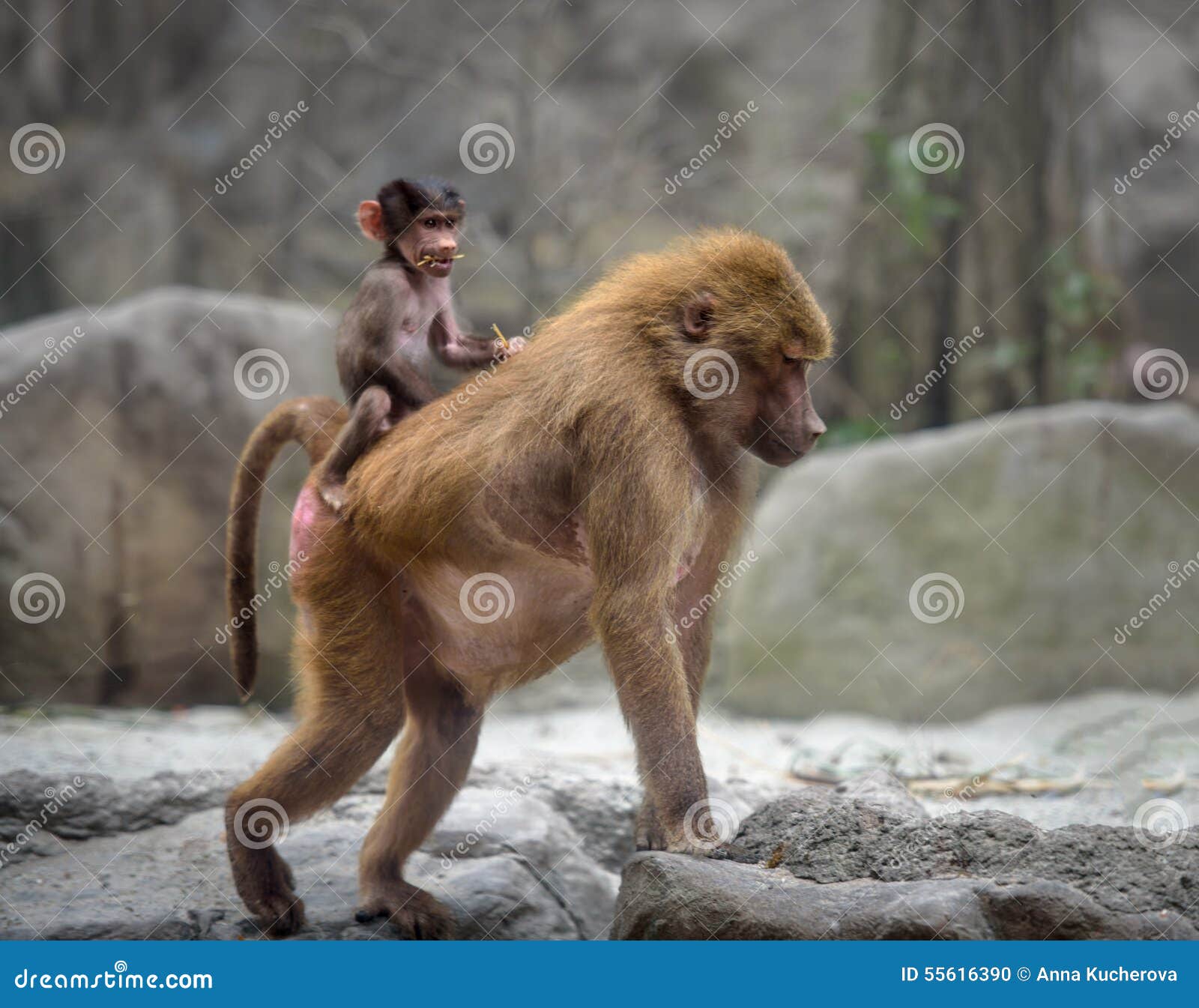 Mommy And Babby Baboons