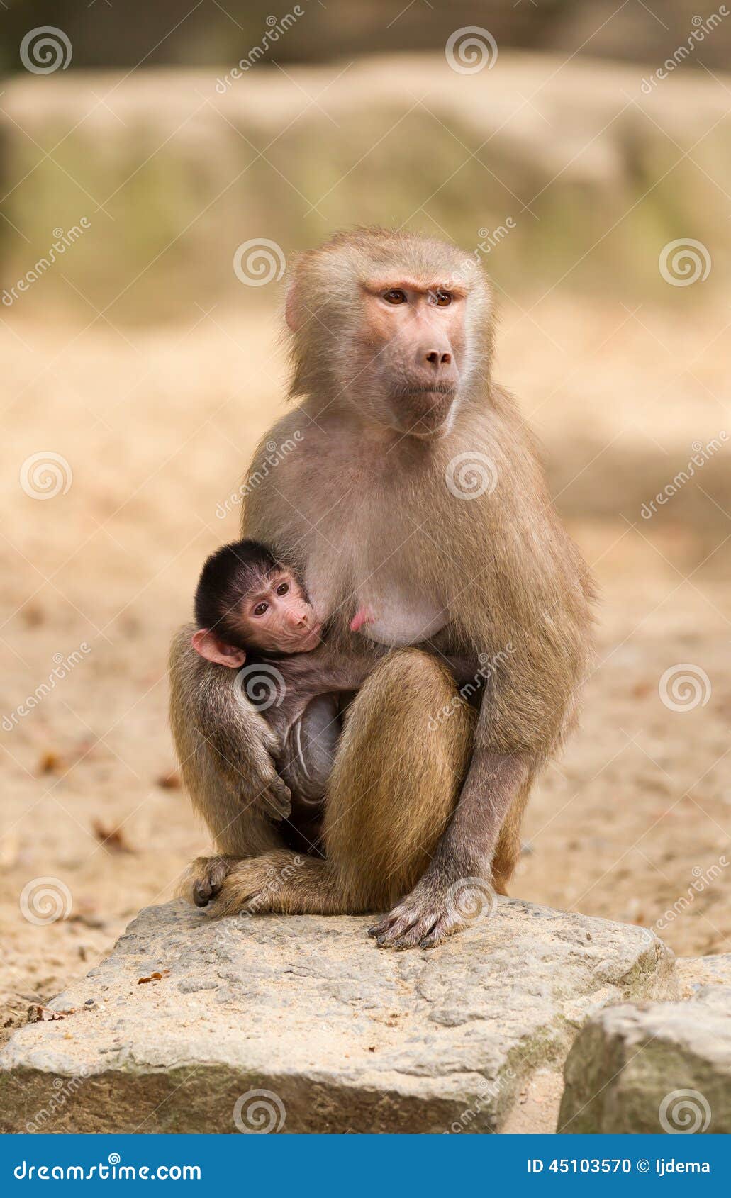 A Baby Hamadryas Baboon Playing Outside With Their Family Unit Royalty ...