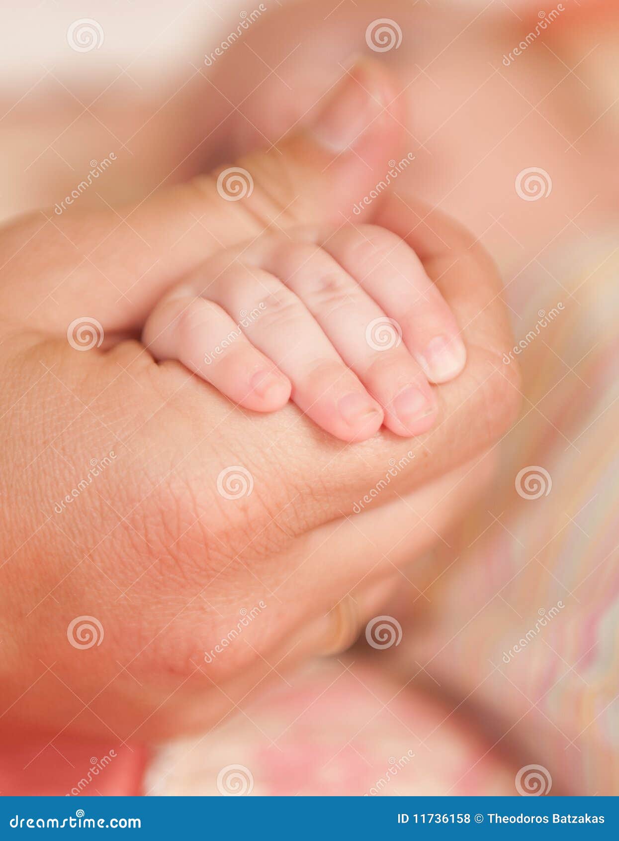 Baby Hand holded by adult stock photo. Image of nail - 11736158