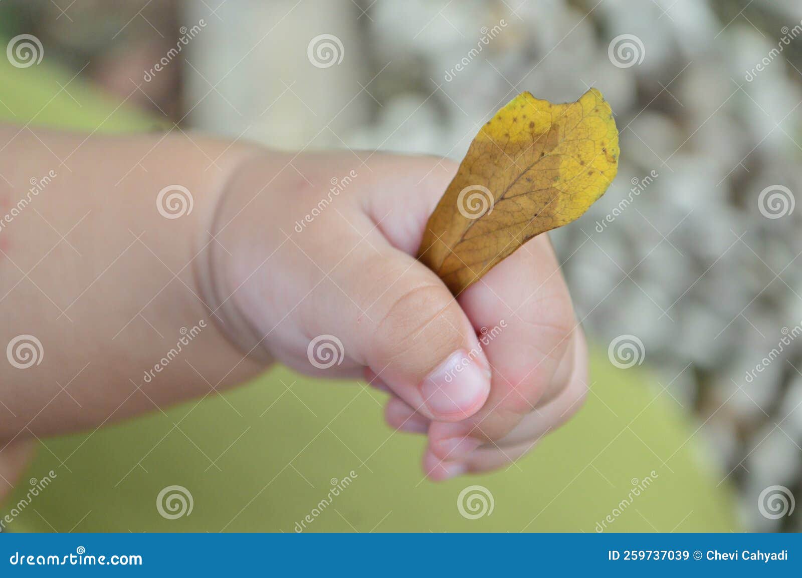 Baby Hand is Holding the Leaf Stock Image - Image of organ, leaf: 259737039