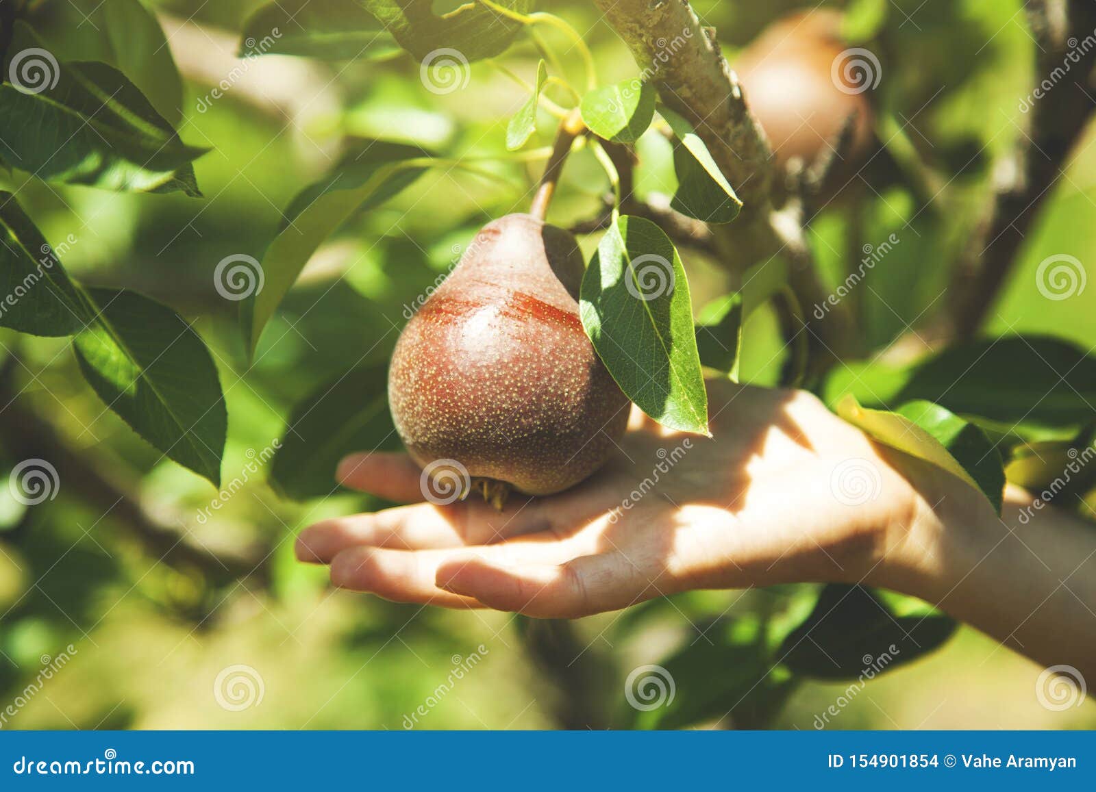 Baby hand pear in tree stock photo. Image of outdoor - 154901854