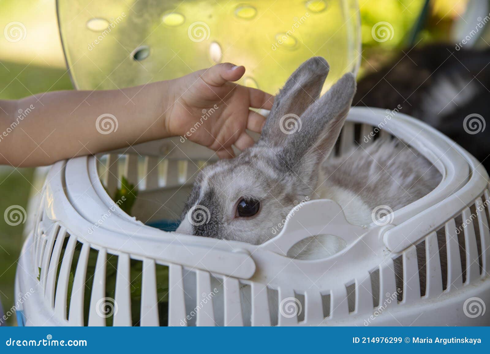 Baby Hand Stroking a Dwarf Rabbit in a Carrier Stock Image - Image of ...