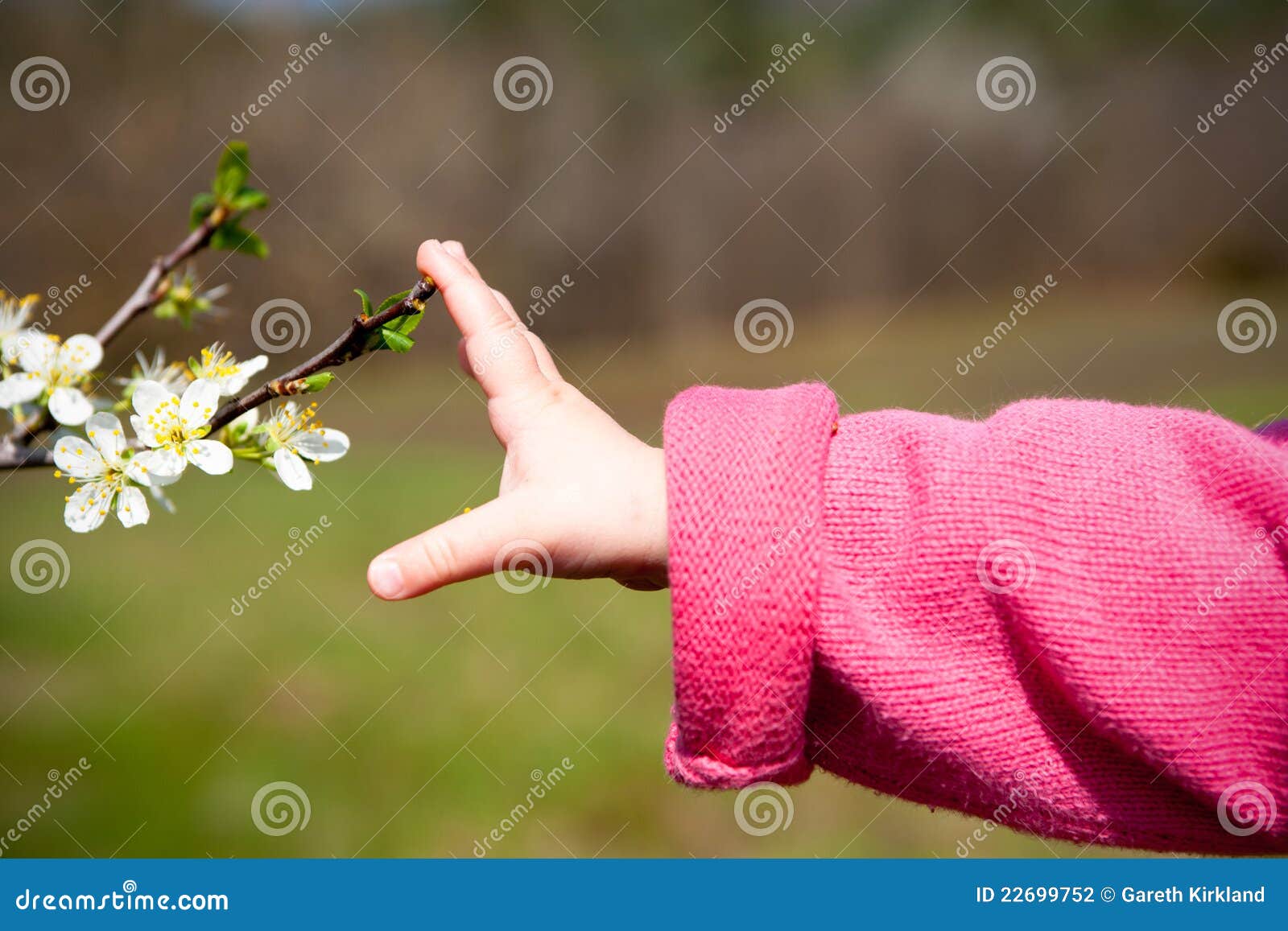 Baby Hand Touching Spring Blossom Stock Photo - Image of playing, buds ...