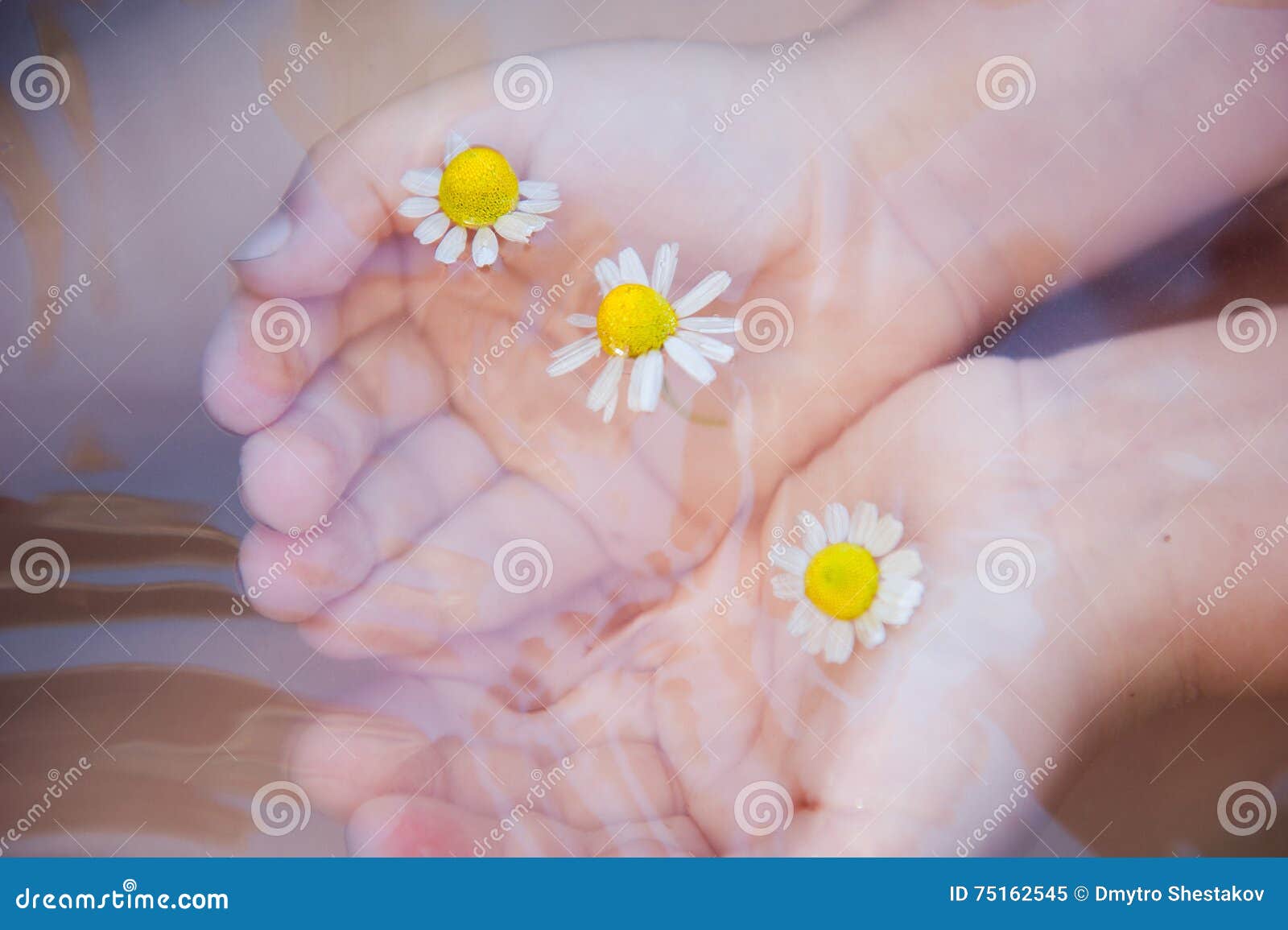 Baby Hands with Chamomile Flower on the Water Surface Stock Image ...