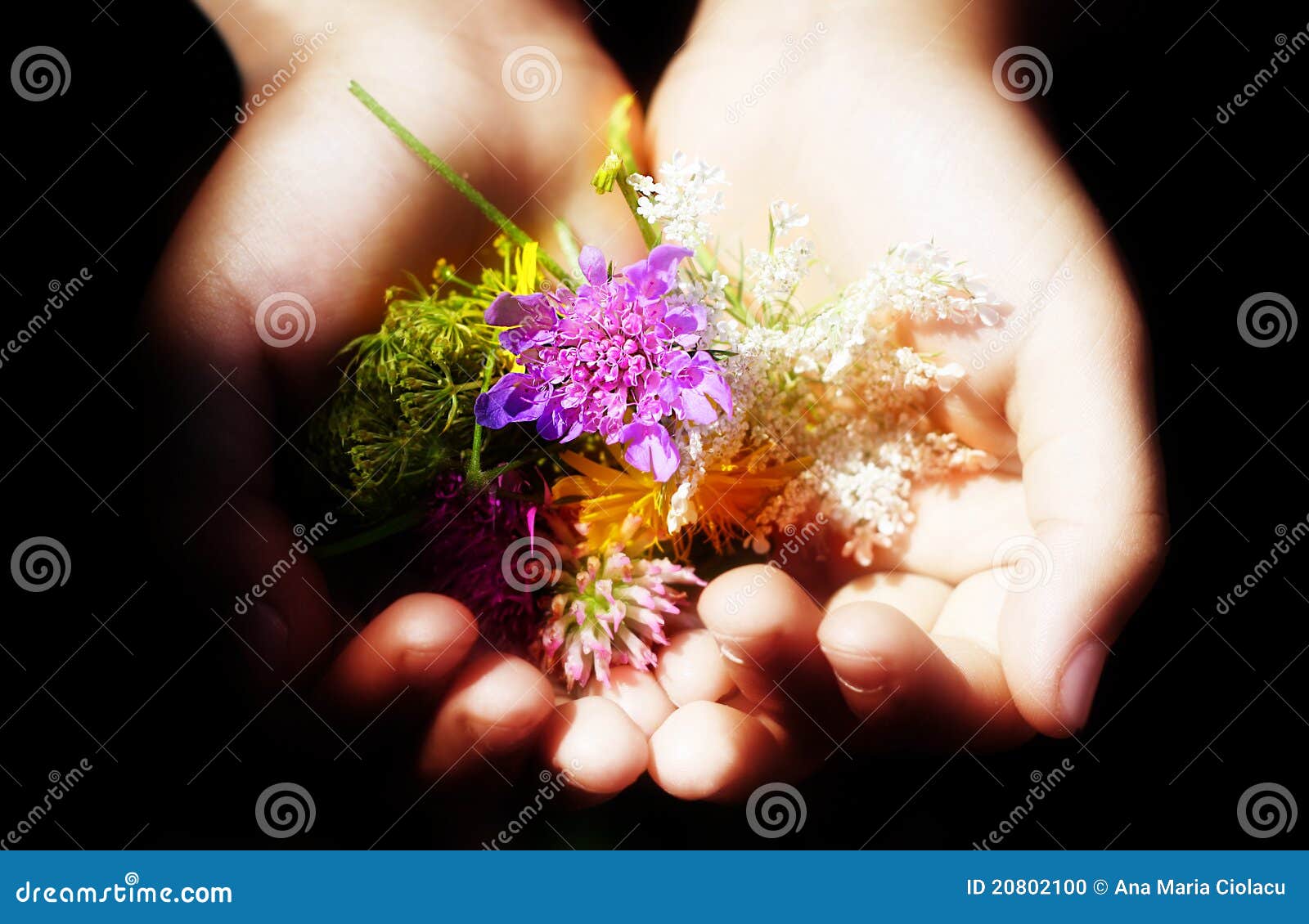 Baby Hands with Flowers and a Light in the Dark Stock Photo - Image of ...
