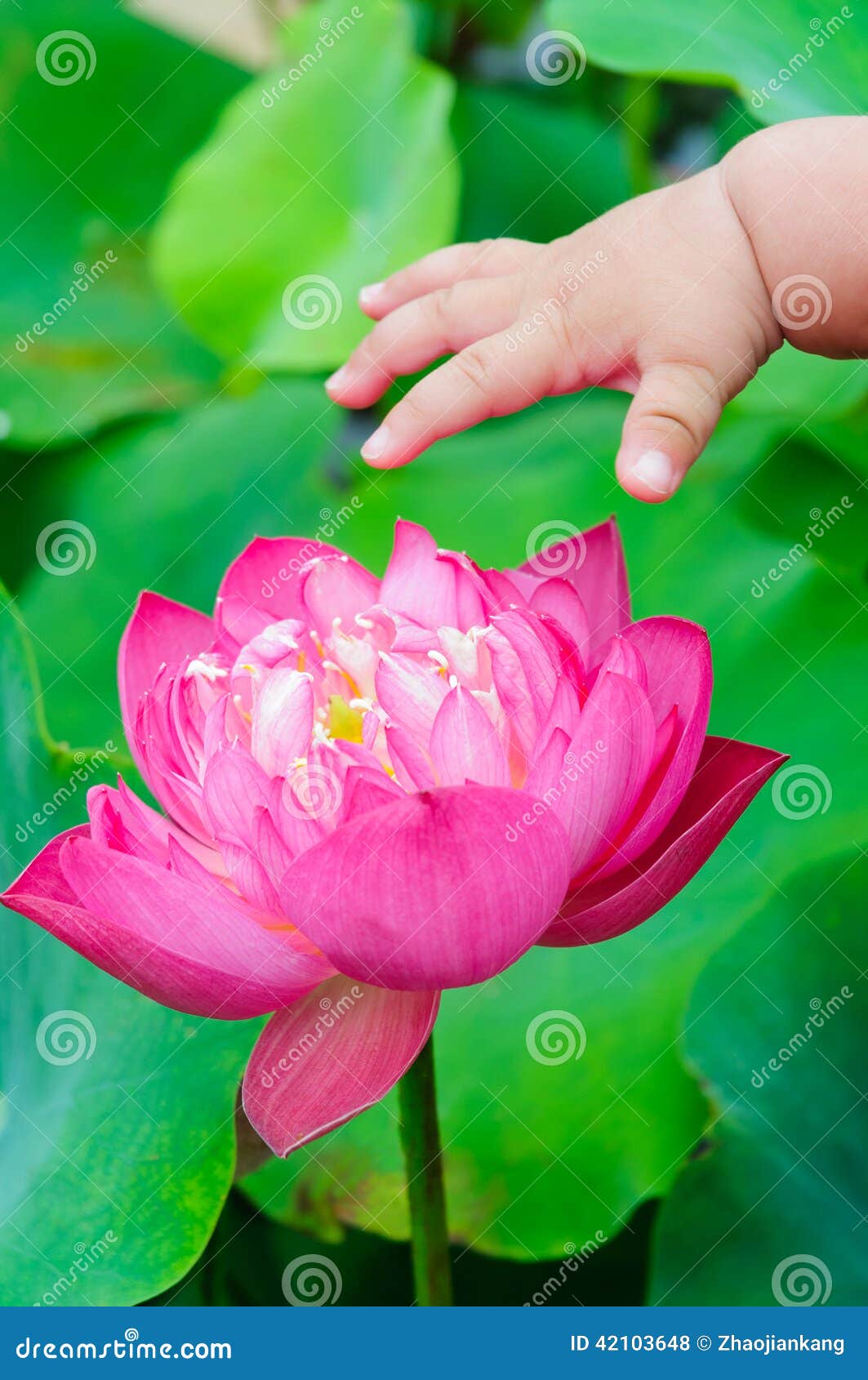 Baby hands touch lotus stock photo. Image of peach, lily - 42103648