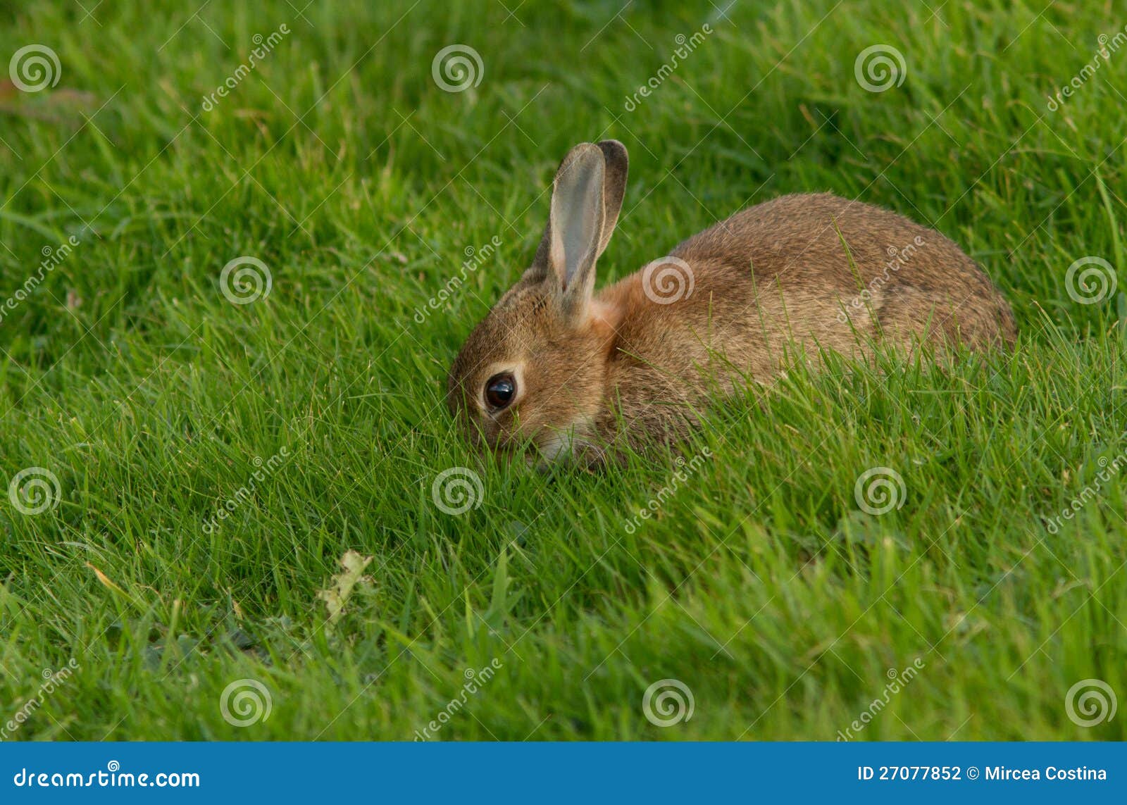 Baby hare stock photo. Image of food, eating, parks, lepus - 27077852