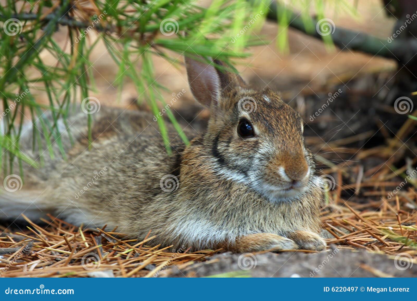 Baby Hare stock image. Image of closeup, animal, hare - 6220497