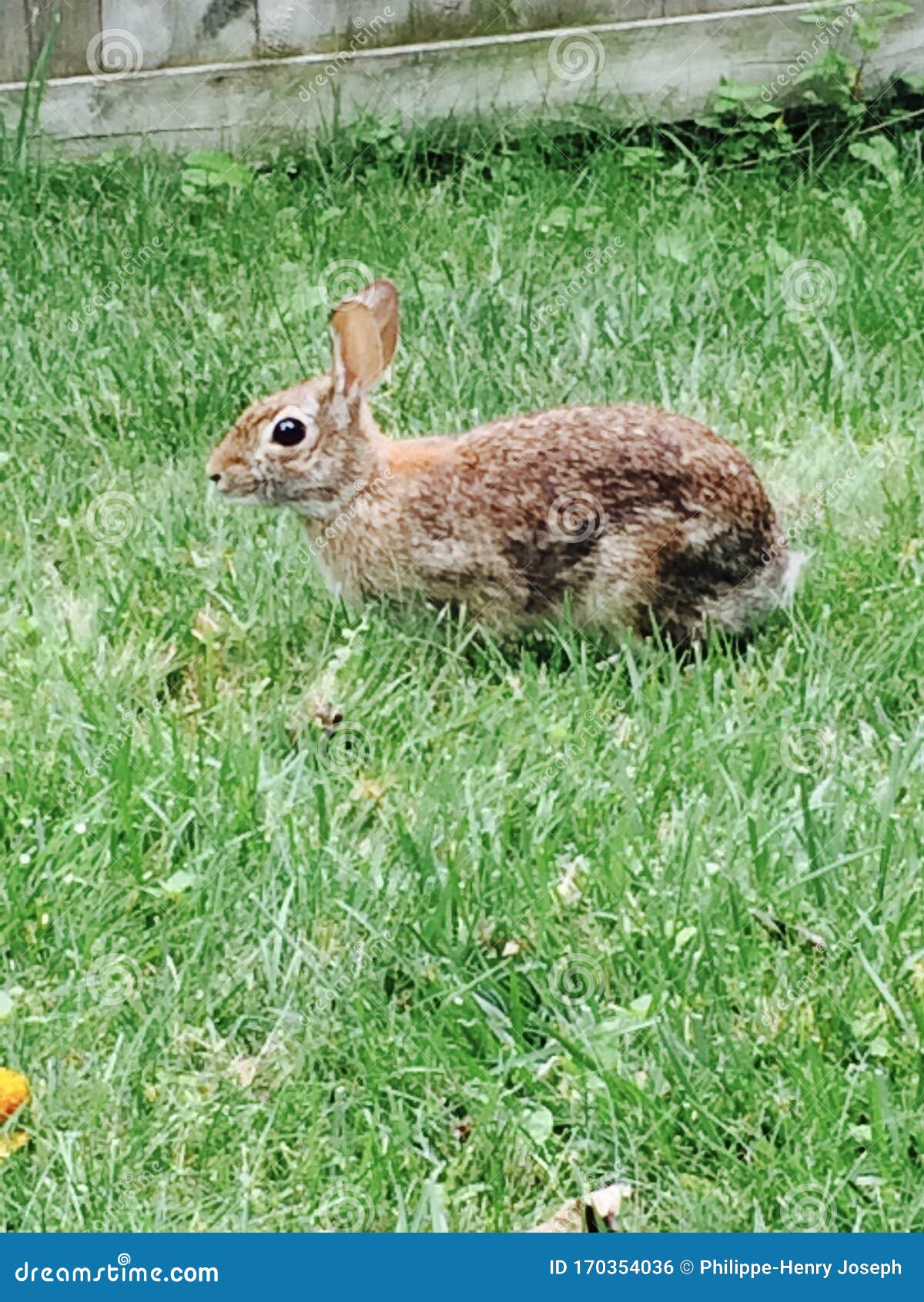 Baby hare stock photo. Image of yard, baby, hare, grazing - 170354036