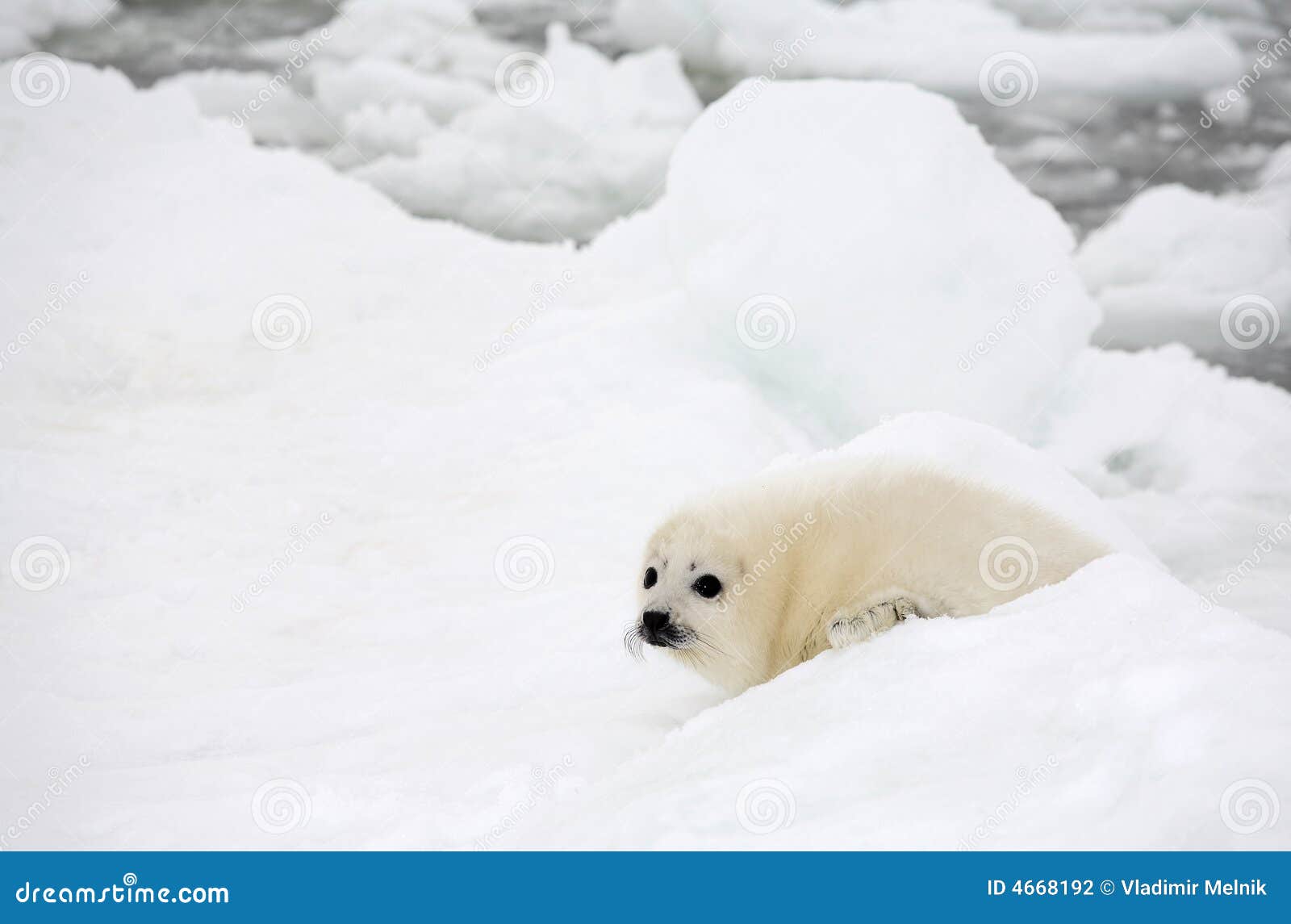 Baby harp seal pup stock photo. Image of endangered, ecotourism - 4668192