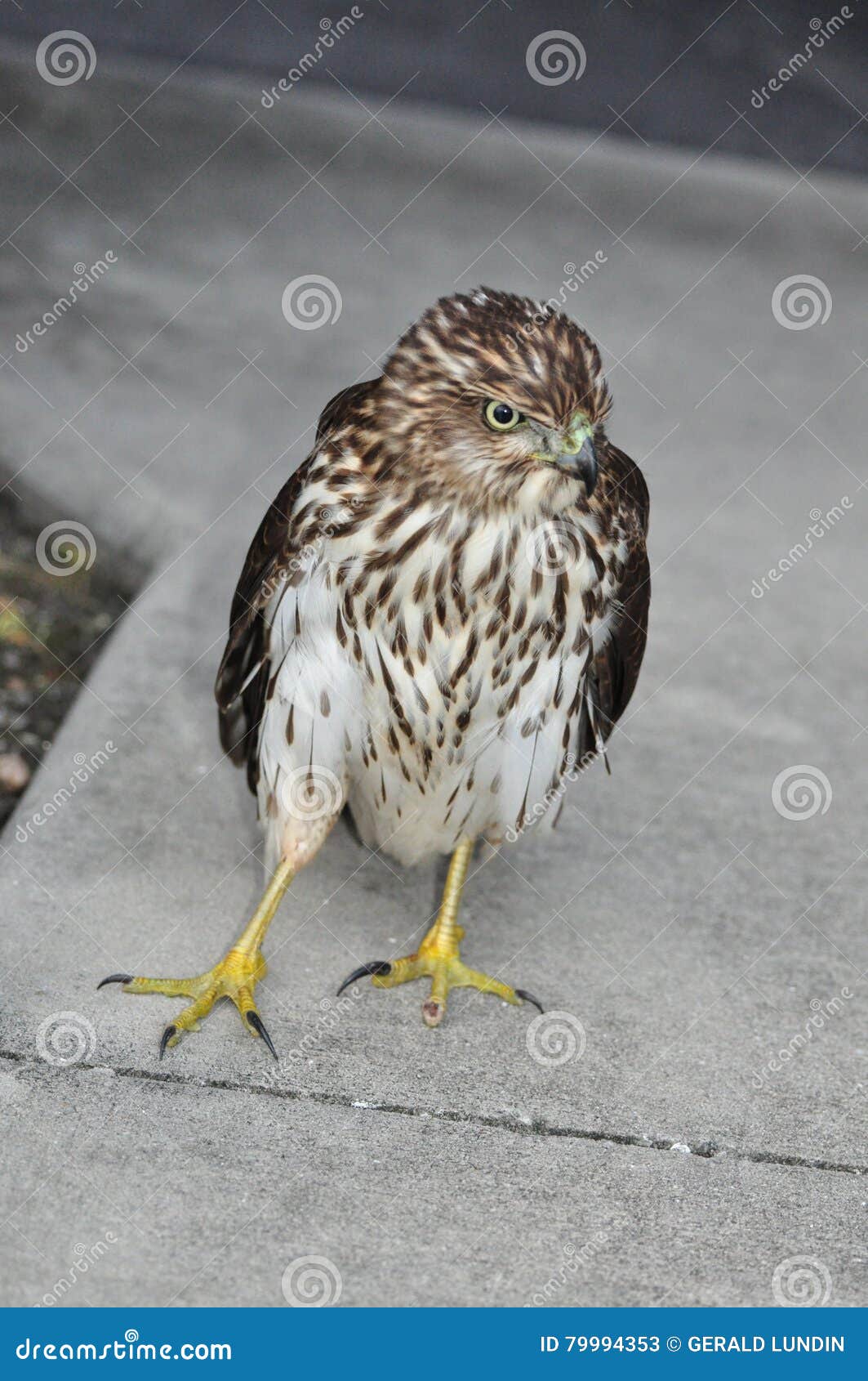 BABY HAWK stock image. Image of doves, nature, baby, waiting - 79994353