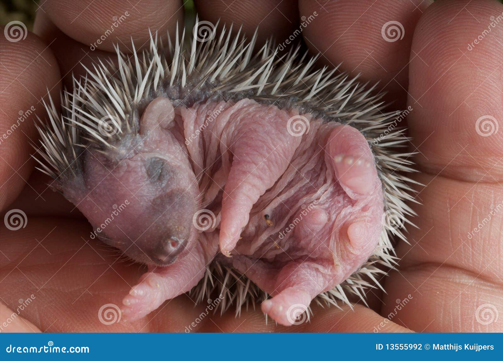 Baby hedgehog stock photo. Image of white, africa, porcupine - 13555992