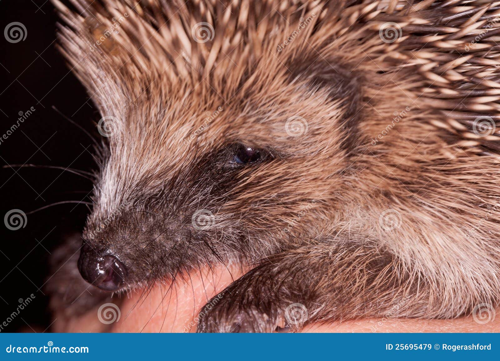 Baby Hedgehog stock image. Image of spiny, creature, rodent - 25695479