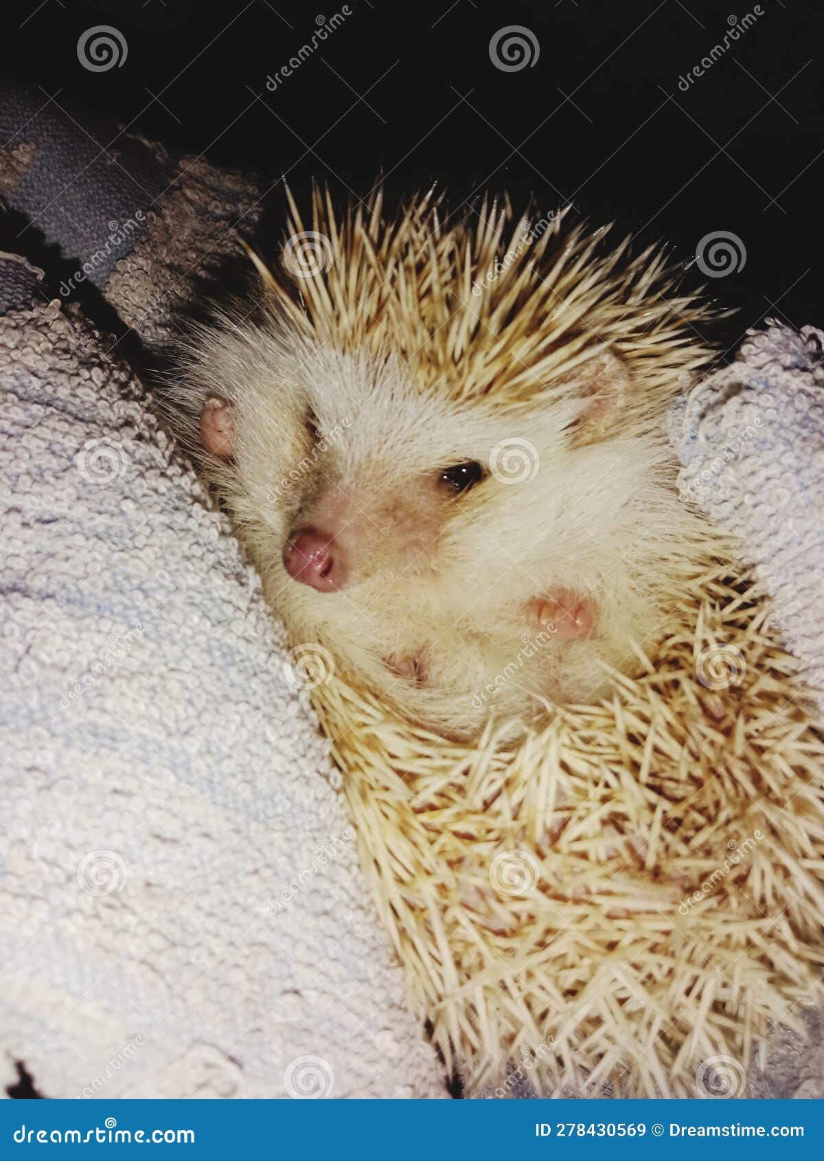 A baby hedgehog stock image. Image of hewan, cute, hedgehog - 278430569