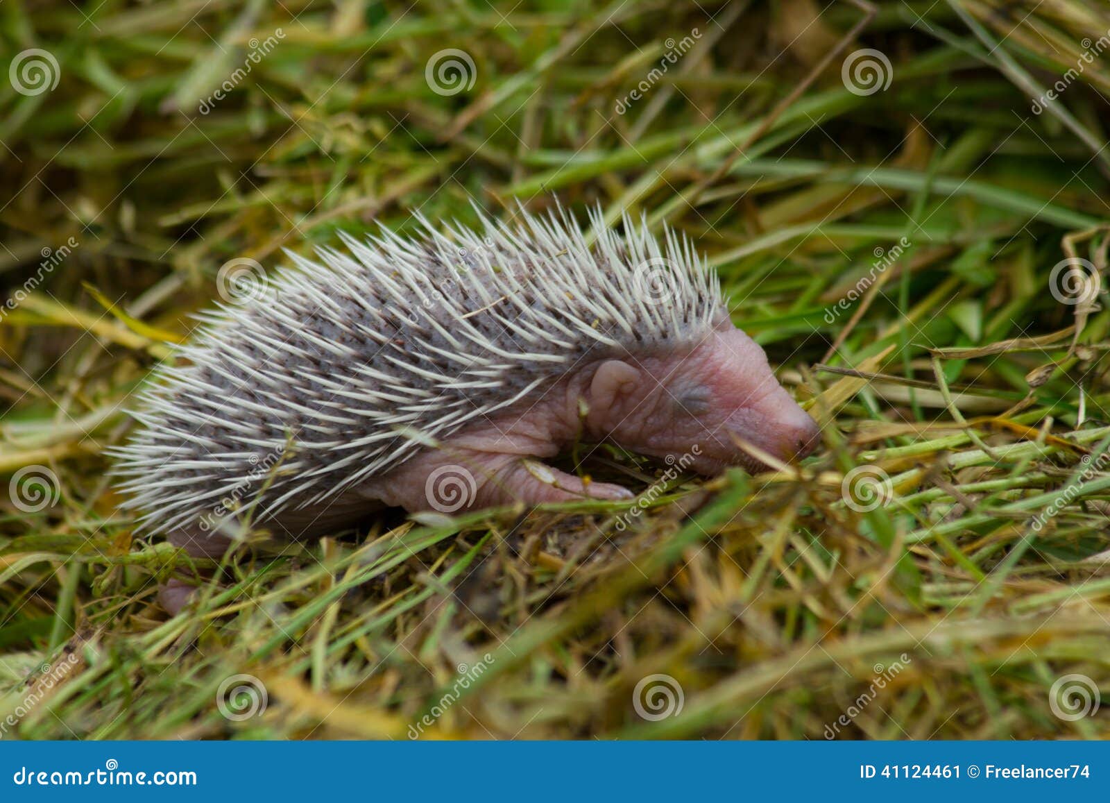 Baby hedgehog stock image. Image of garden, nice, lawn - 41124461