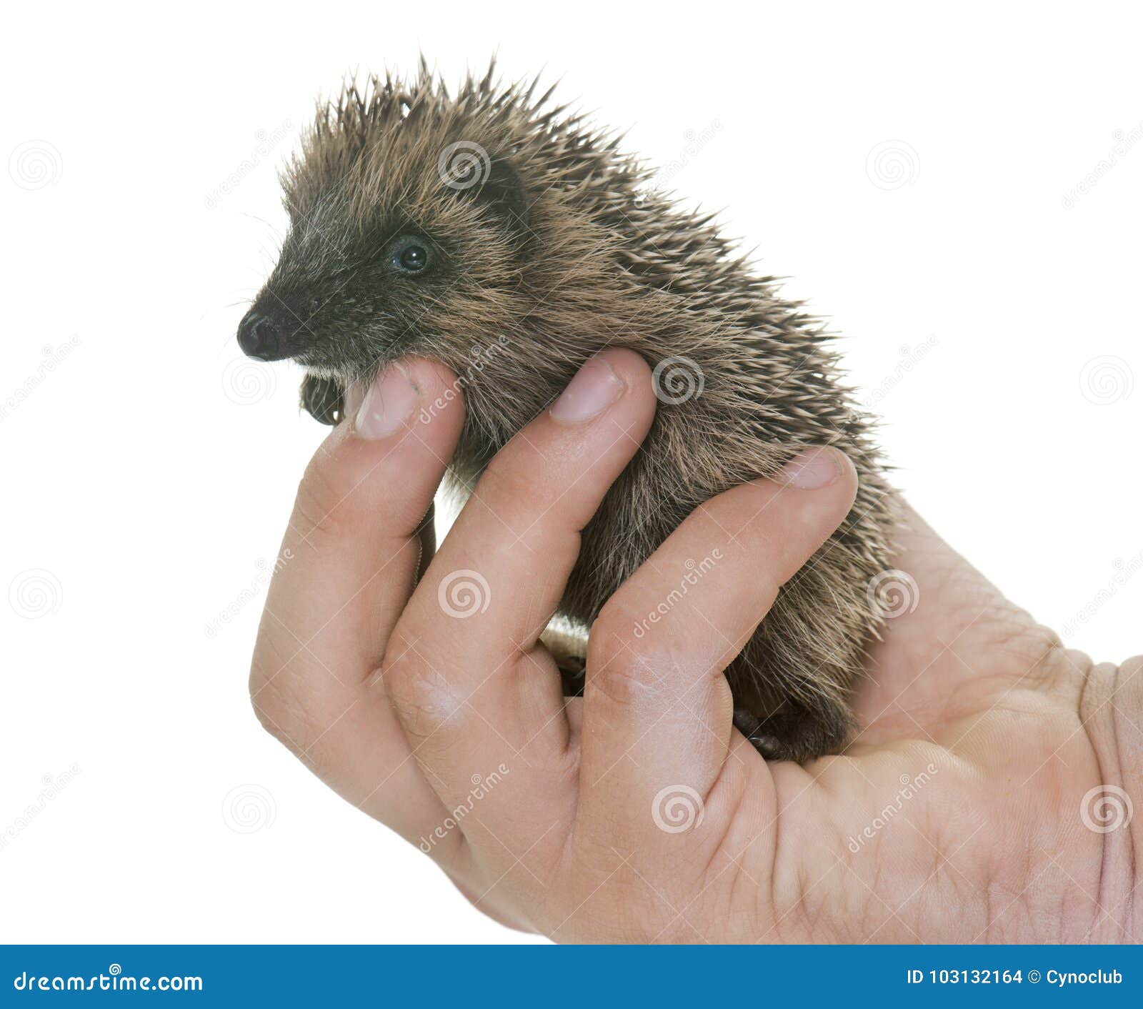 Baby hedgehog in hand stock photo. Image of wildlife - 103132164