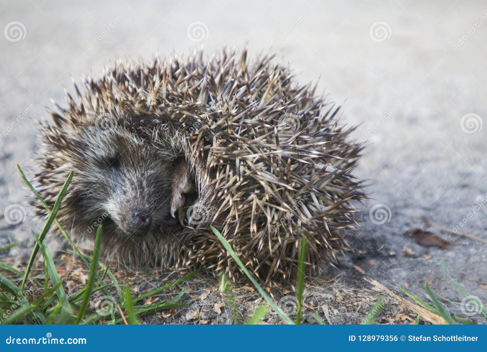A Baby Hedgehog is Sleeping in the Garden Stock Photo - Image of animal ...