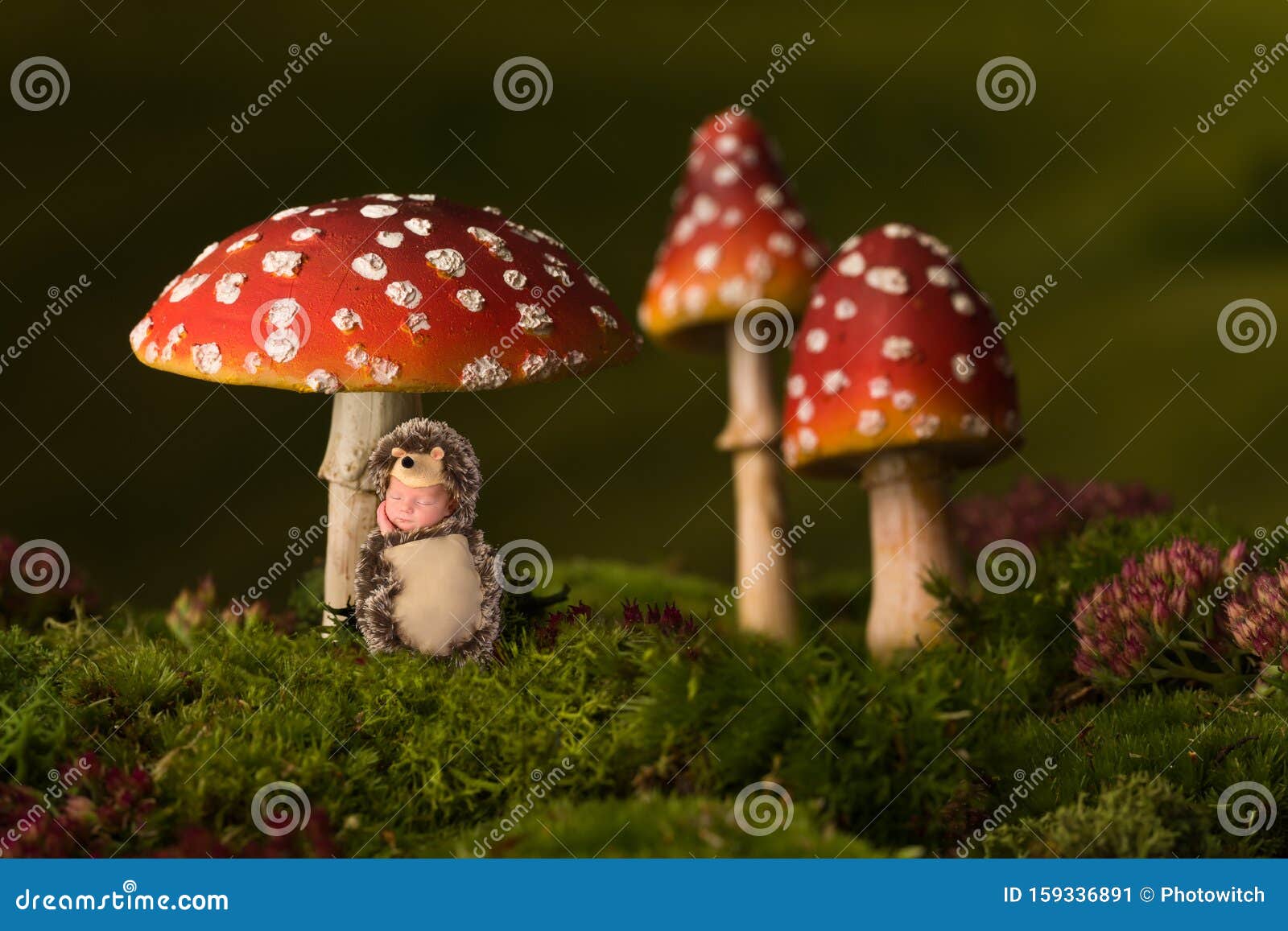 Baby Hedgehog Sleeping Under Toadstools Stock Image - Image of fantasy ...
