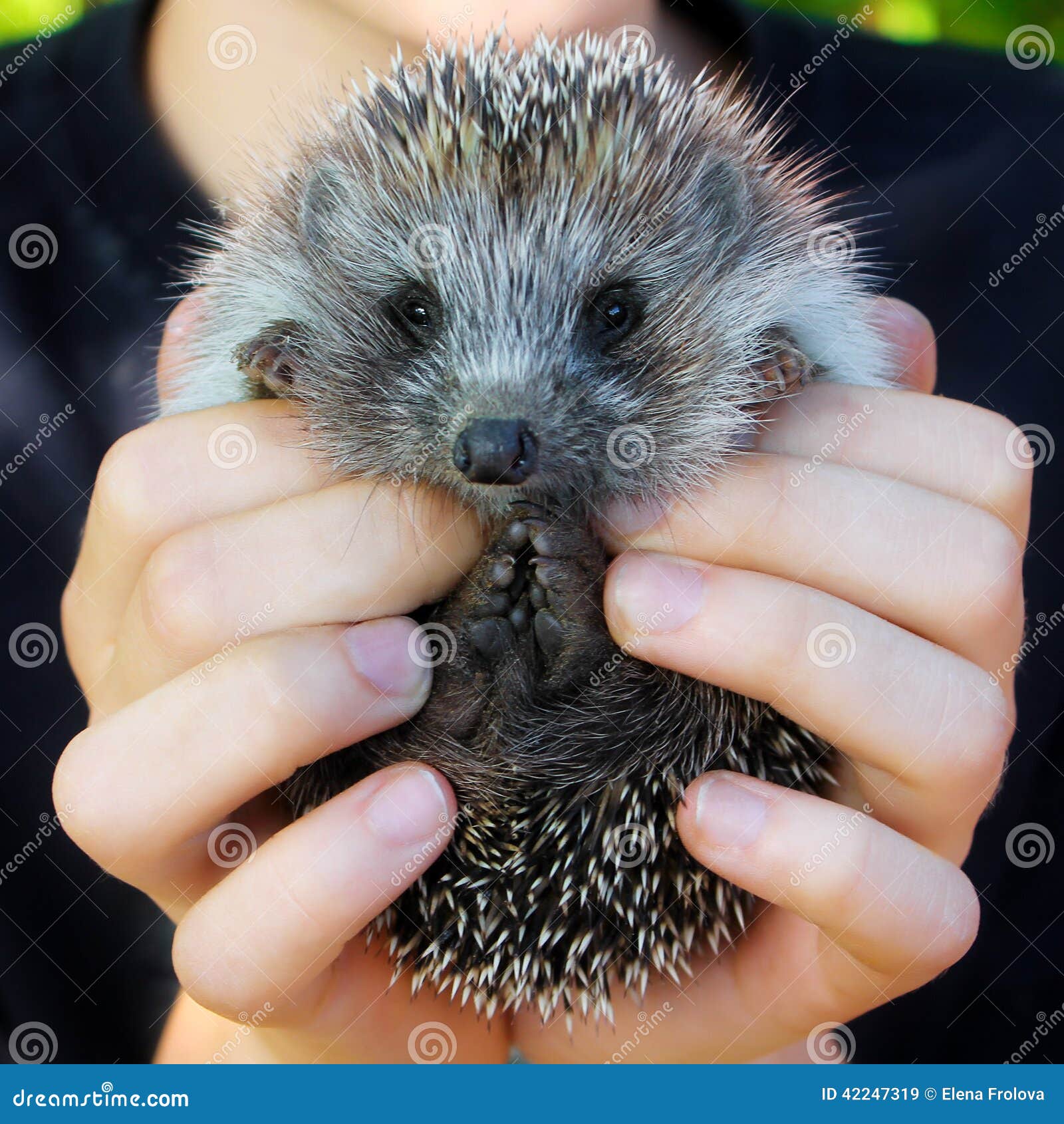 Baby Hedgehogs in Human Hands Stock Image - Image of rolled, together ...
