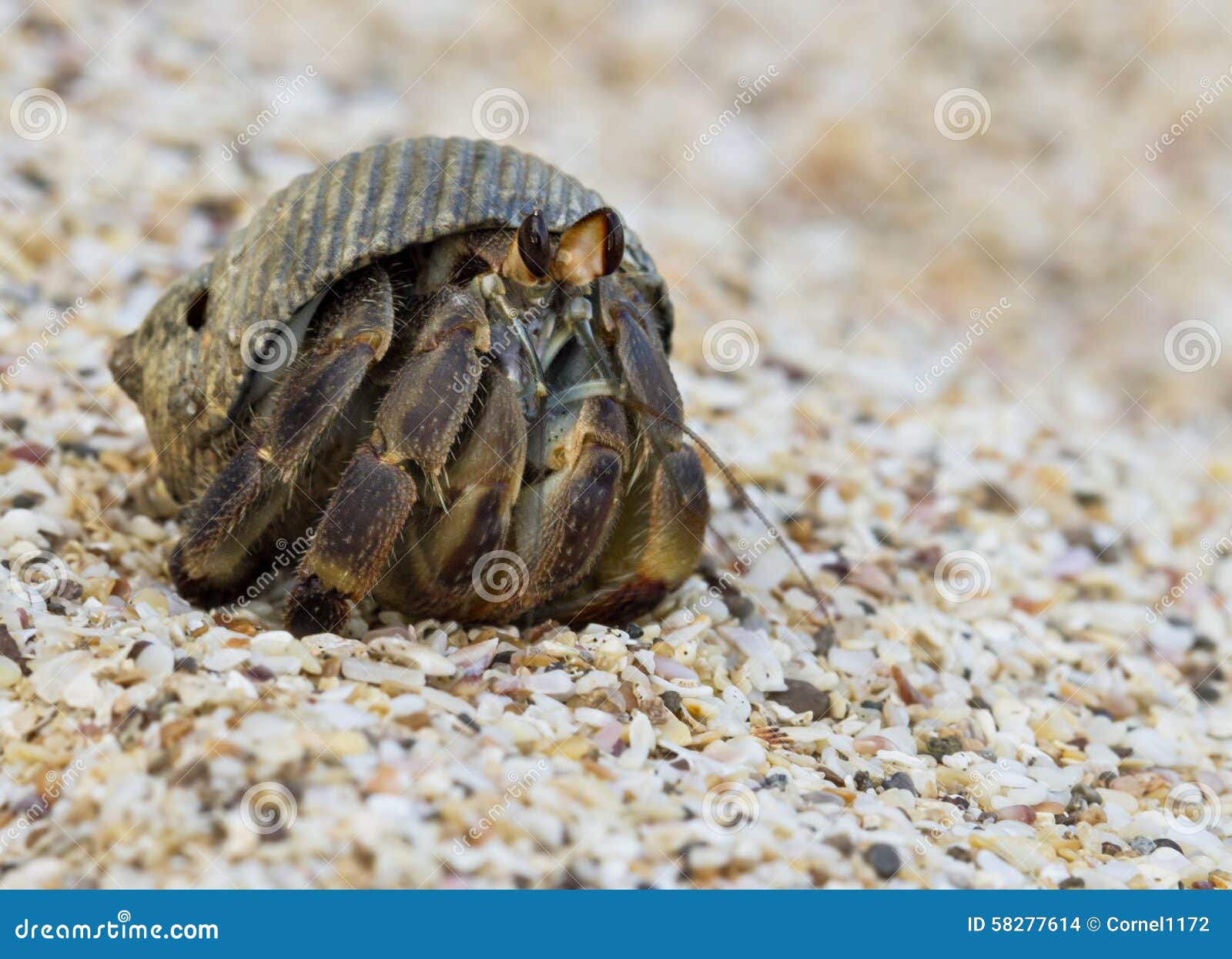 Baby Hemit Crab stock photo. Image of black, eyes, fauna - 58277614