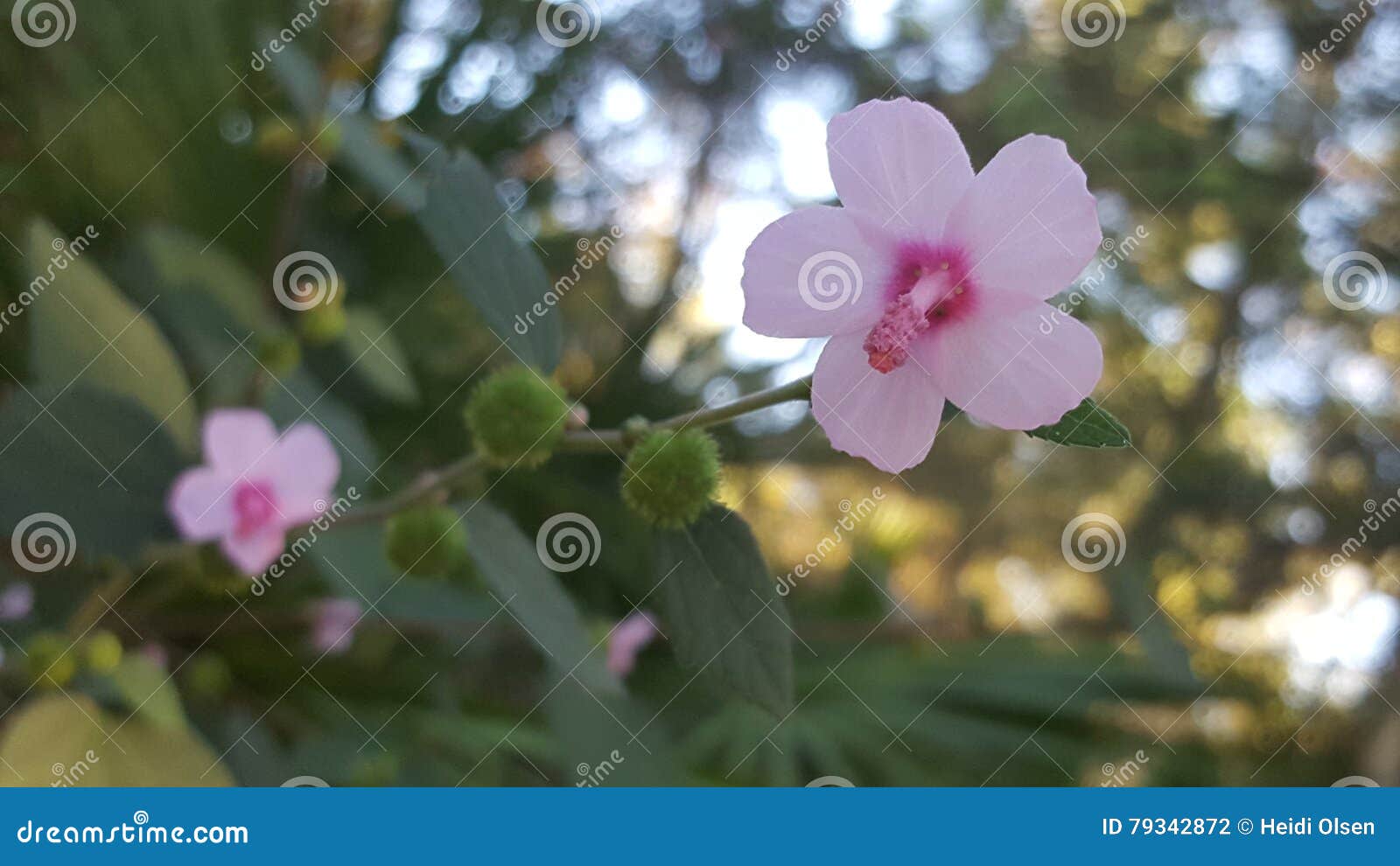 Baby hibiscus stock photo. Image of macro, pink, baby - 79342872
