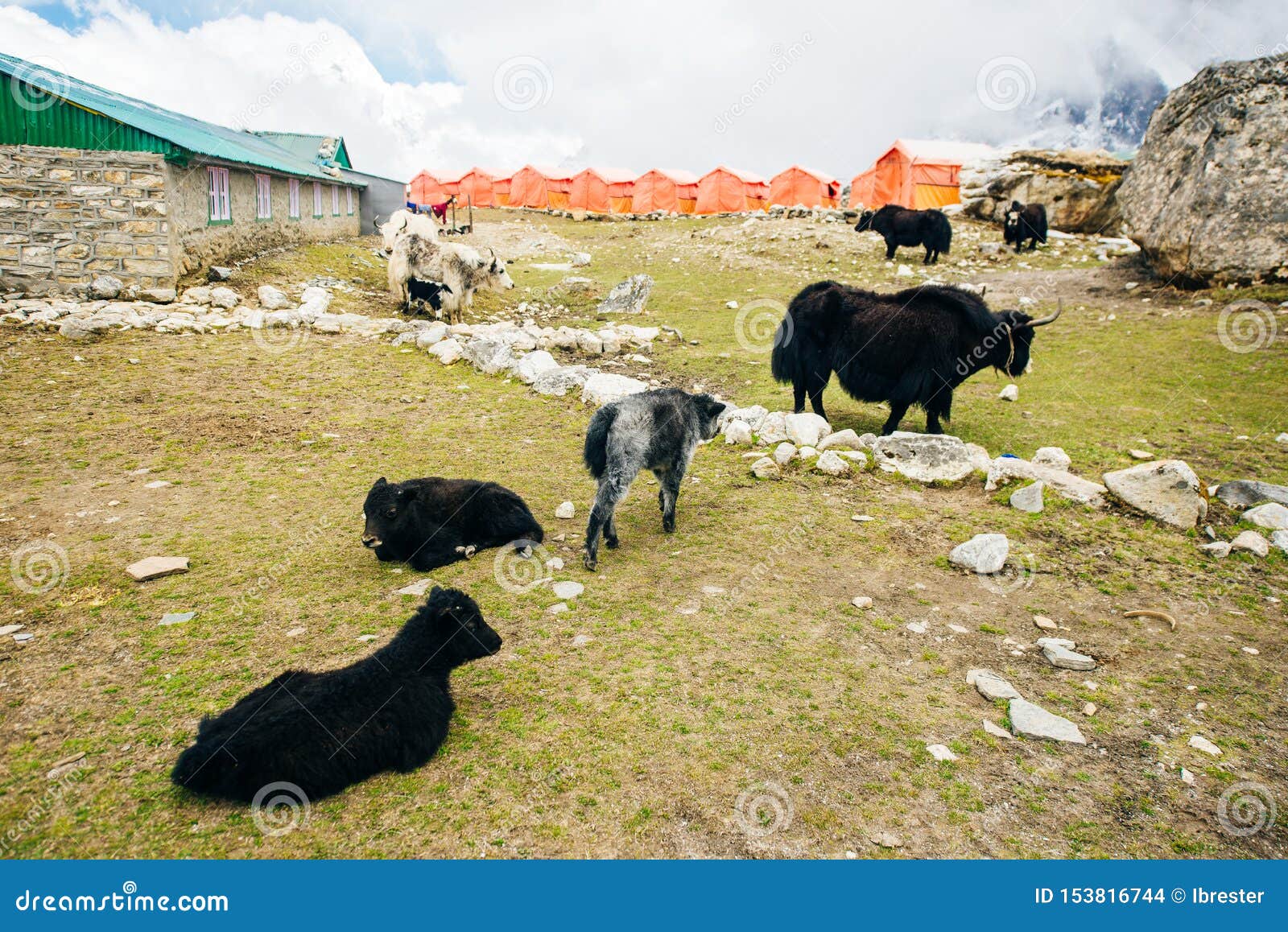 Baby Himalayan Yak on Himalayas Nepal Stock Photo - Image of long ...
