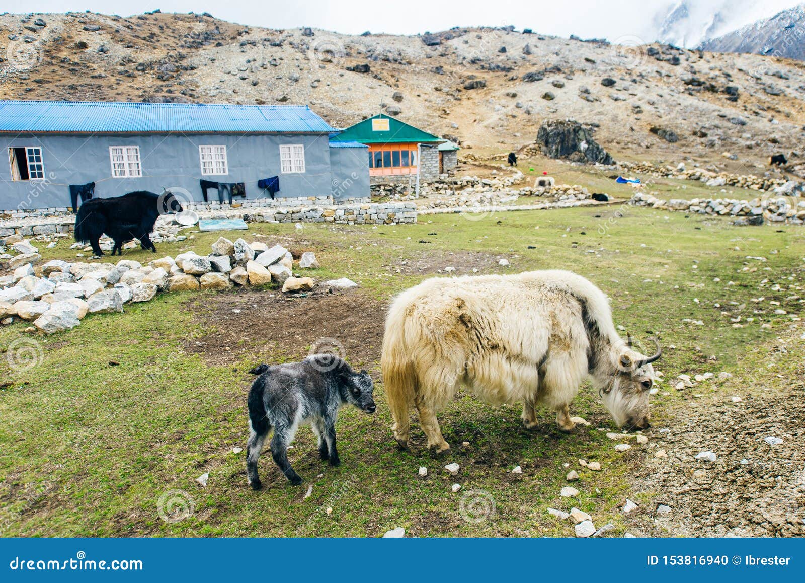 Baby Himalayan Yak on Himalayas Nepal Stock Photo - Image of white ...
