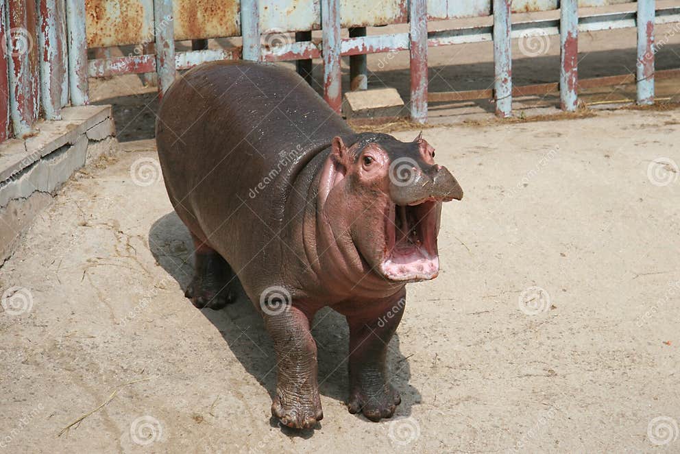 Baby hippo stock photo. Image of ferocious, baby, african - 9040552