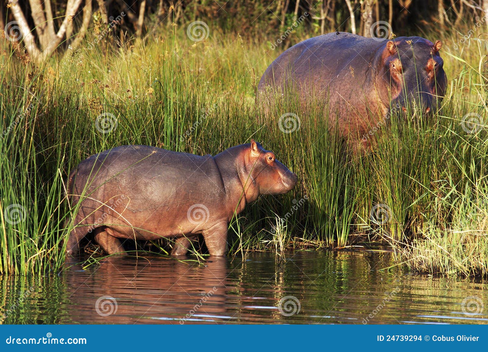 Bull Hippo