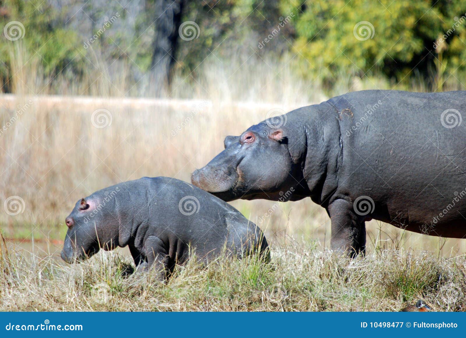 Baby African Hippo