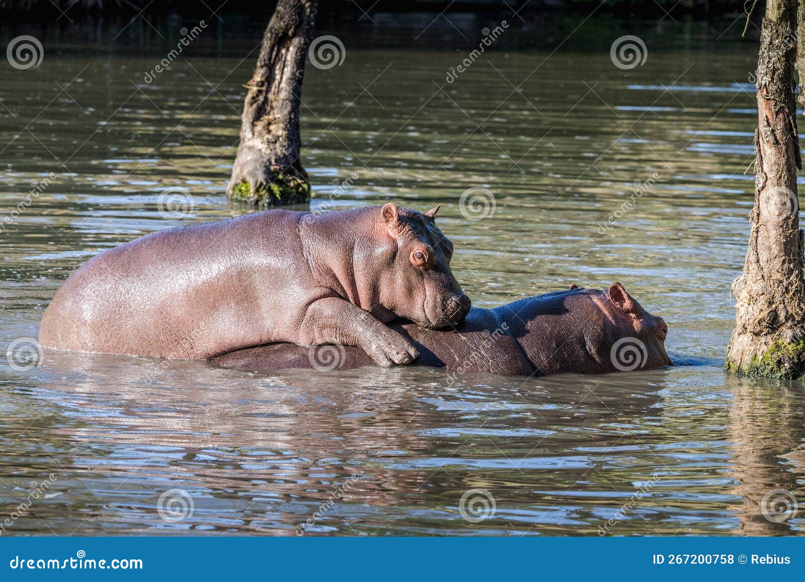 Baby hippo stock photo. Image of family, earth, park - 267200758