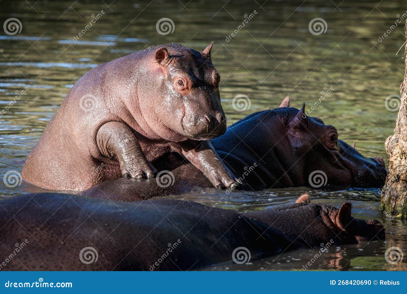 Baby hippo stock photo. Image of huge, family, africa - 268420690