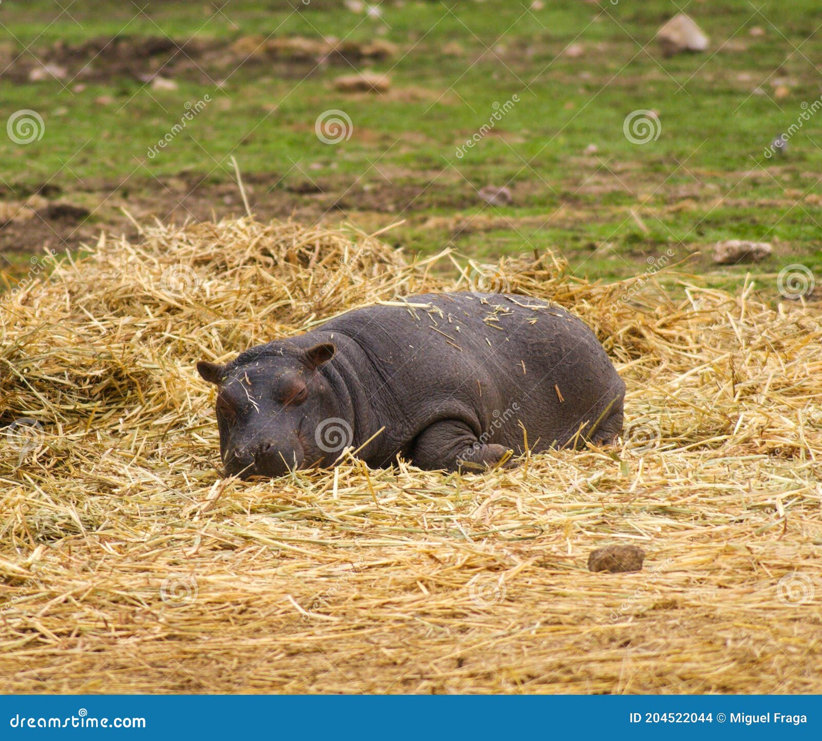 Baby Hippo Resting in a Safari Stock Photo - Image of baby, hippo ...