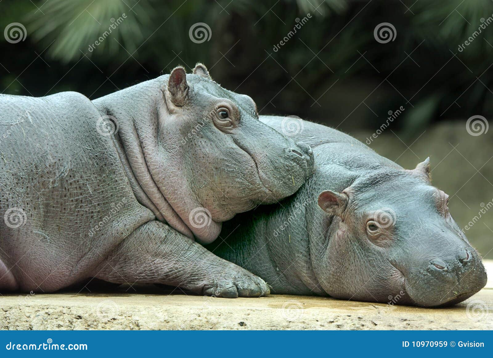 Baby Hippos stock image. Image of rare, infant, nature - 10970959