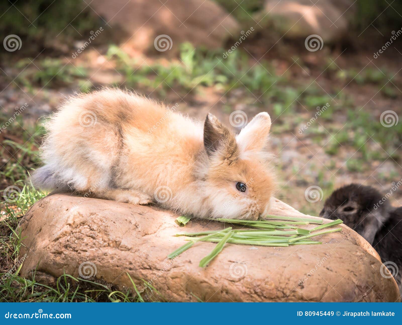 Baby Holland lop rabbit stock image. Image of baby, mammal - 80945449