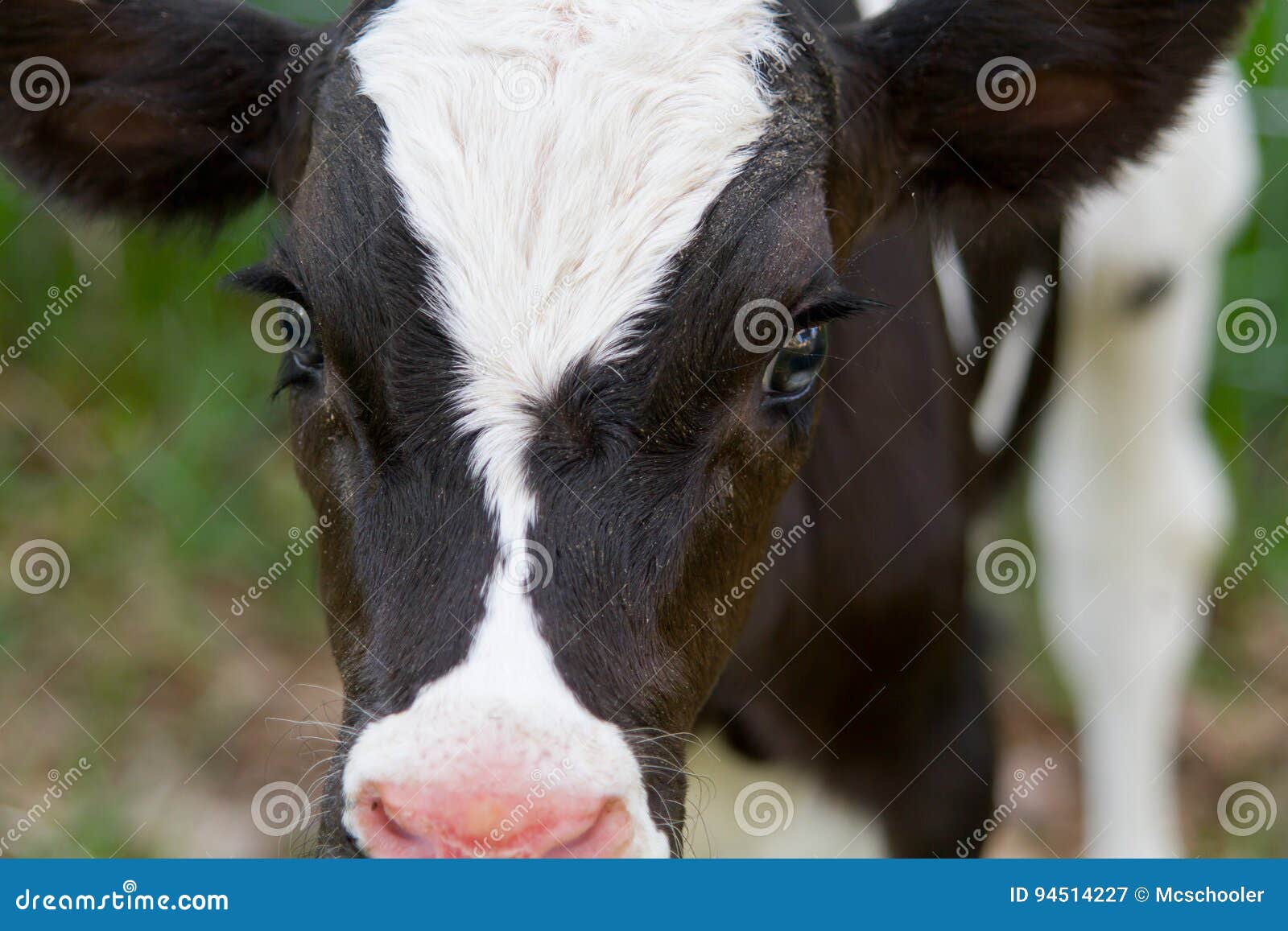 Holstein Friesian Face