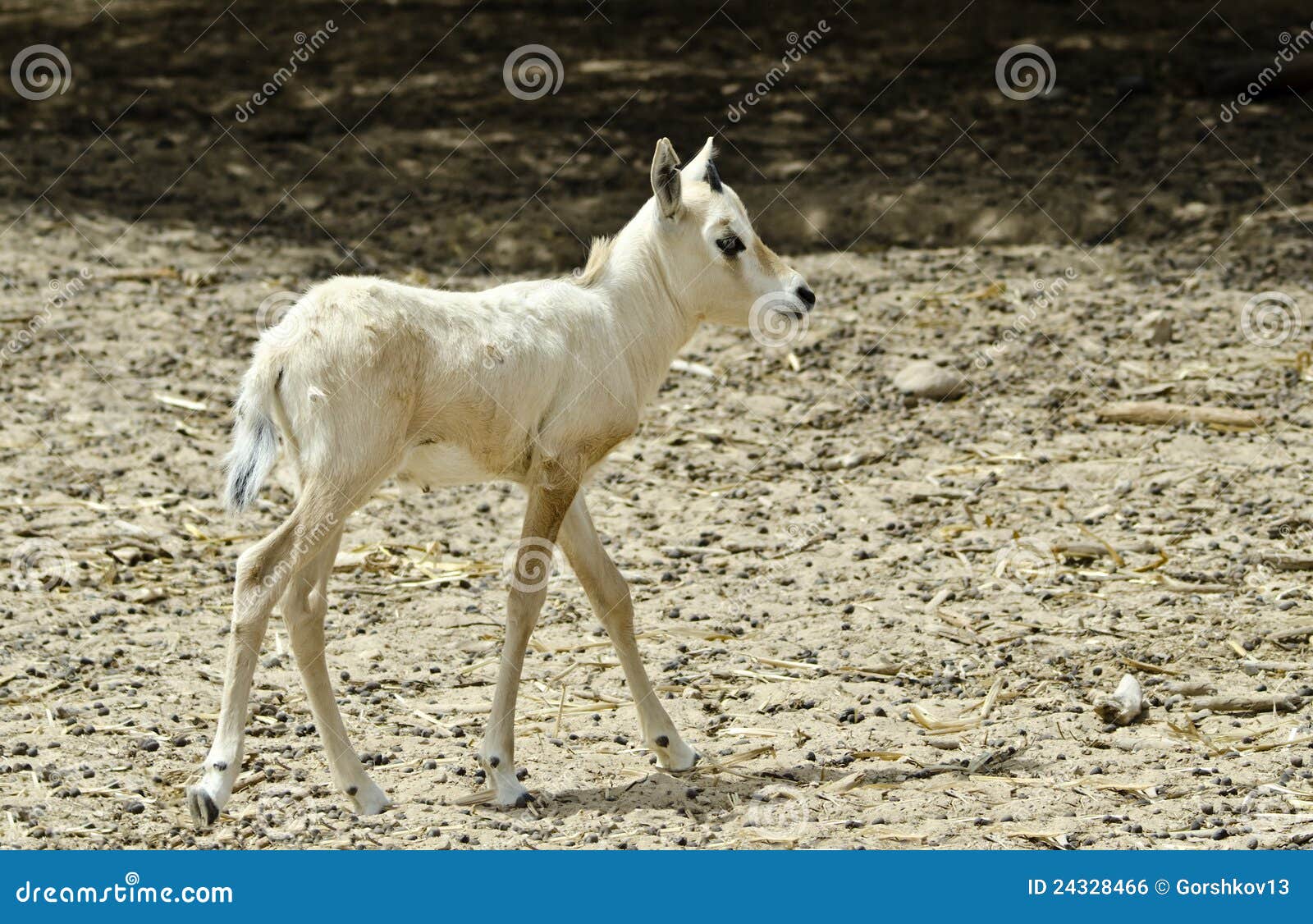 Baby of Horned Oryx (Oryx Leucoryx ) Stock Photo - Image of summer ...