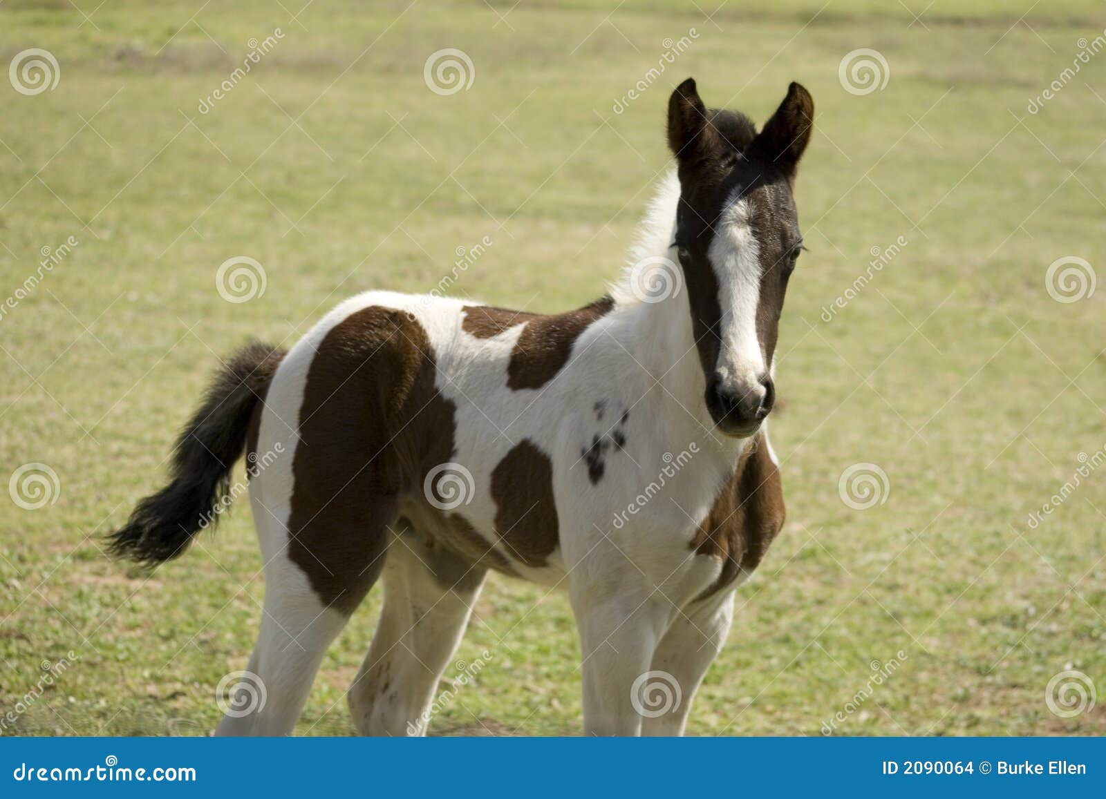 Baby Pinto Horses