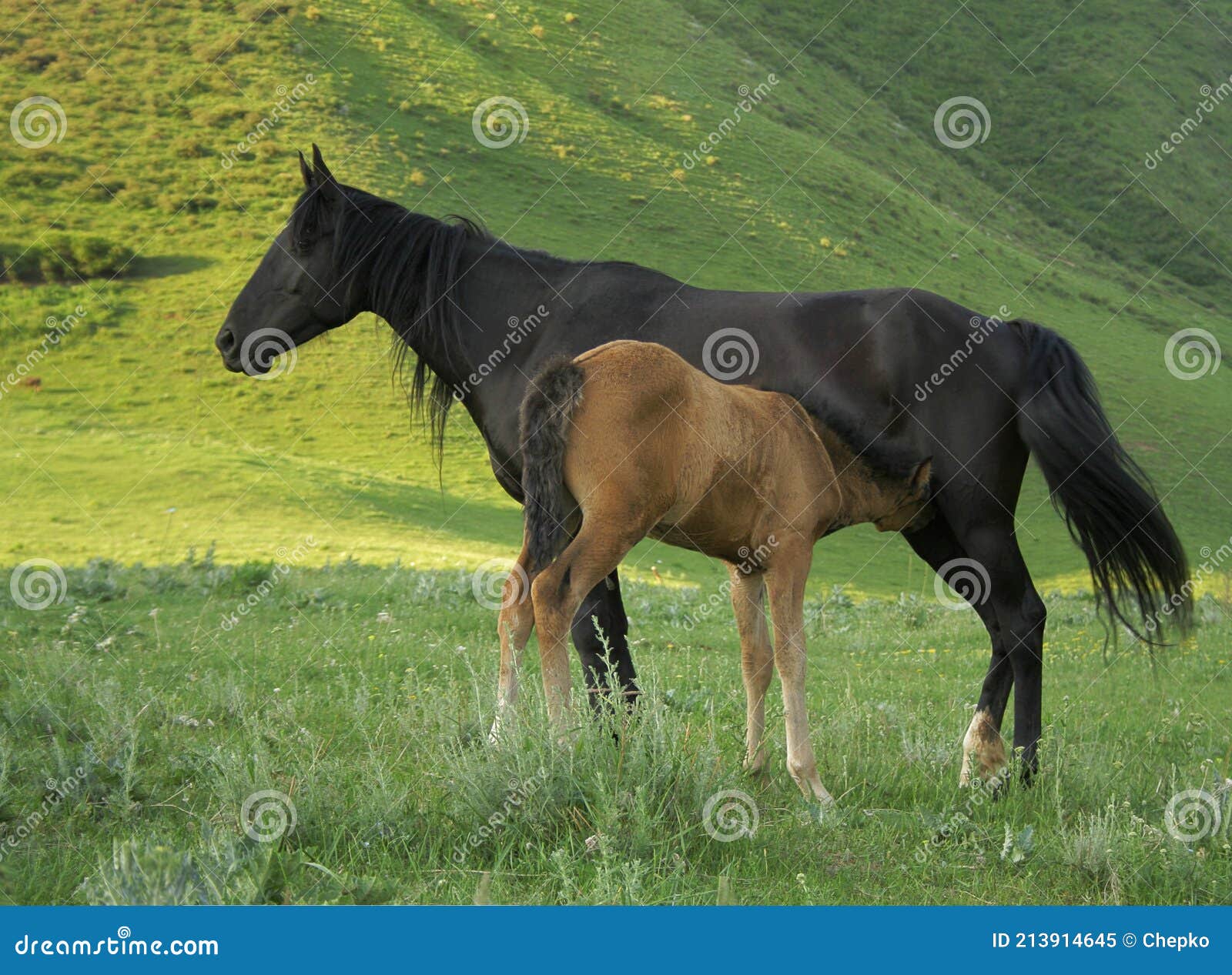 Baby Horse Colt with Mare Mom Stock Image - Image of love, outdoor ...