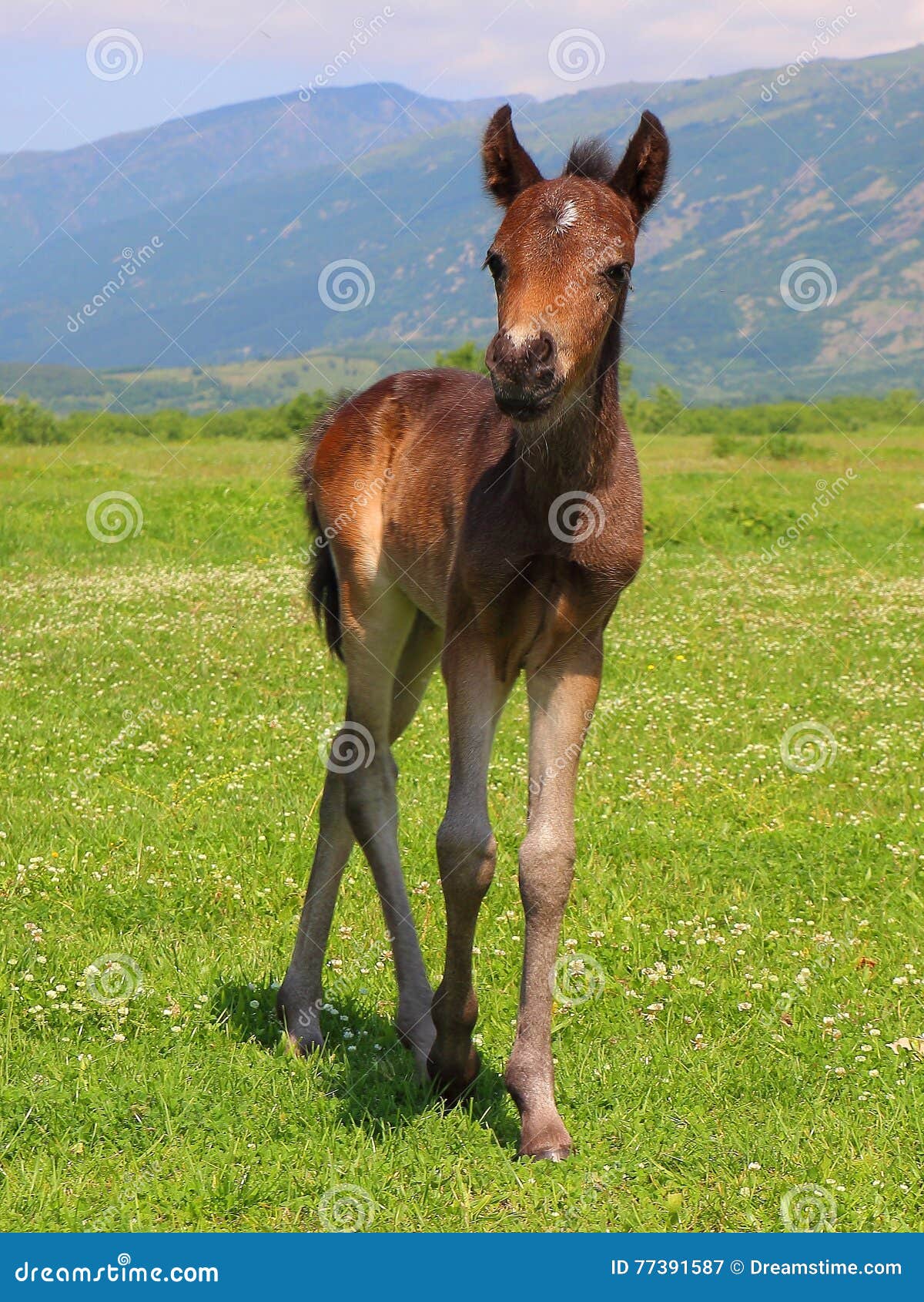 Baby Horses Running