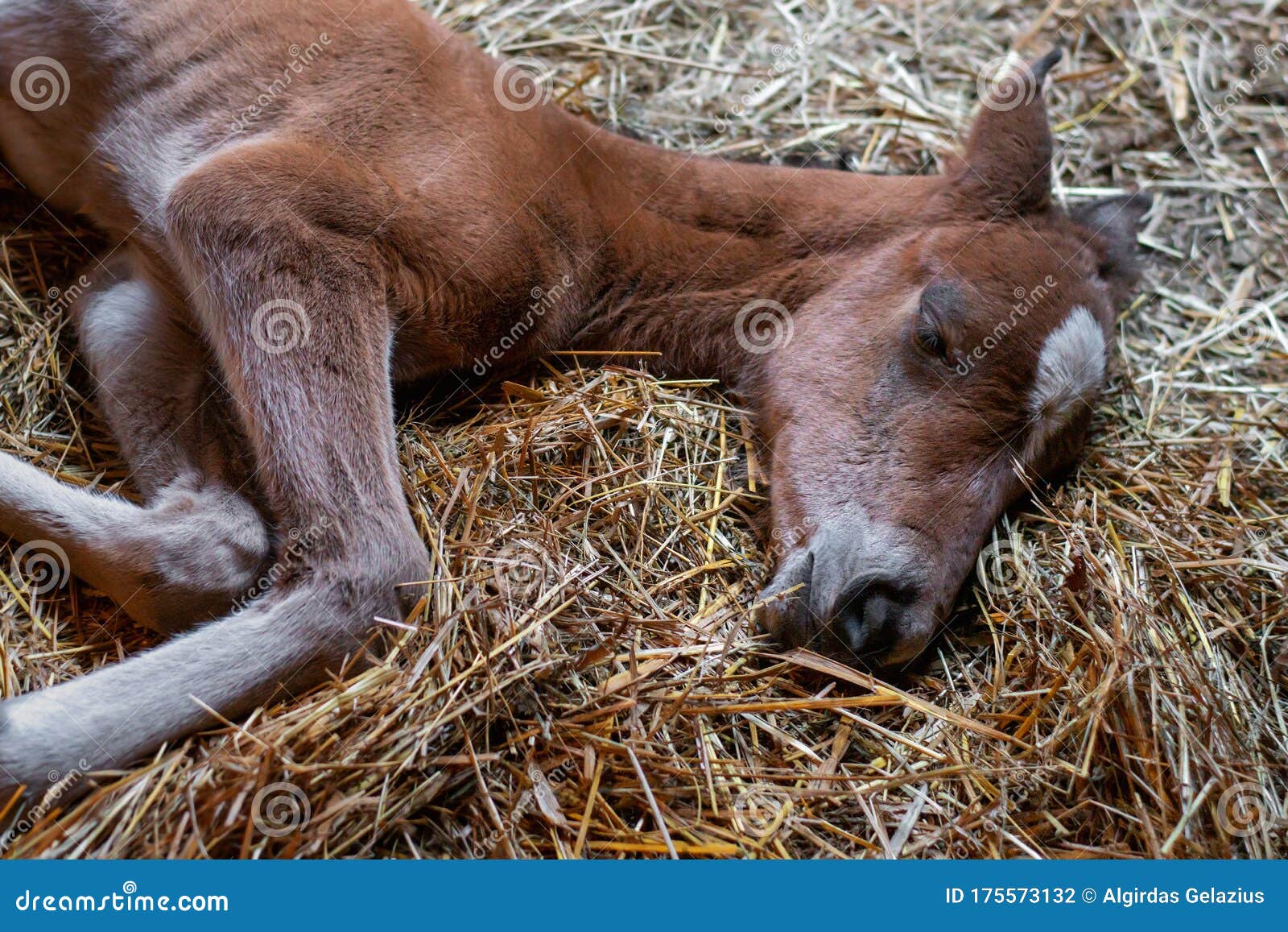 Baby Horse Sleeping on the Straw Stock Photo - Image of baby, barn ...