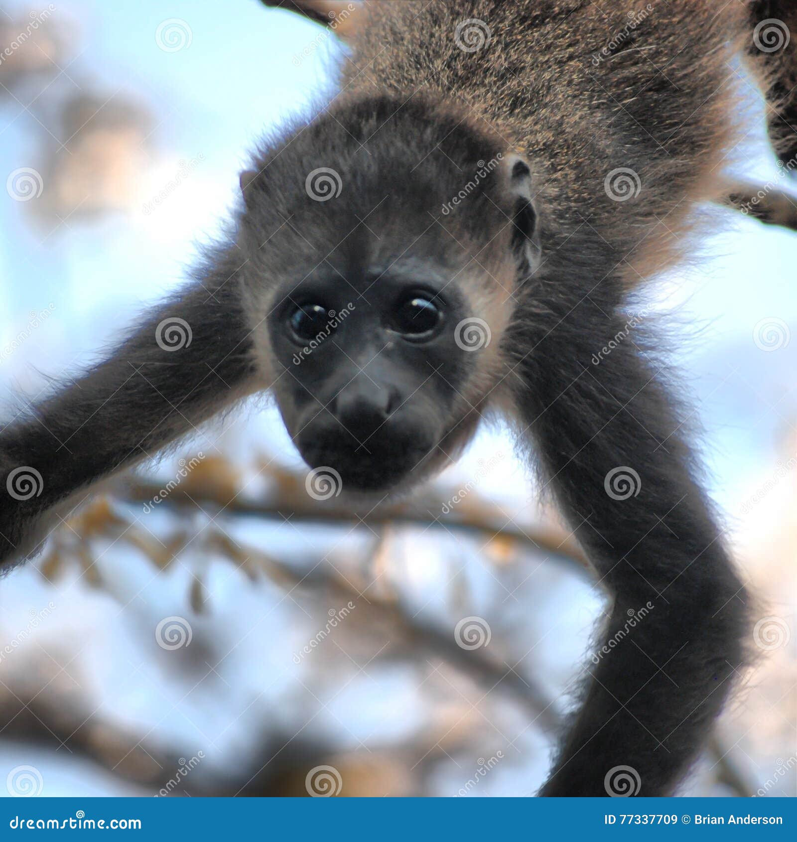 Baby Howler Monkey stock image. Image of nature, palliata - 77337709