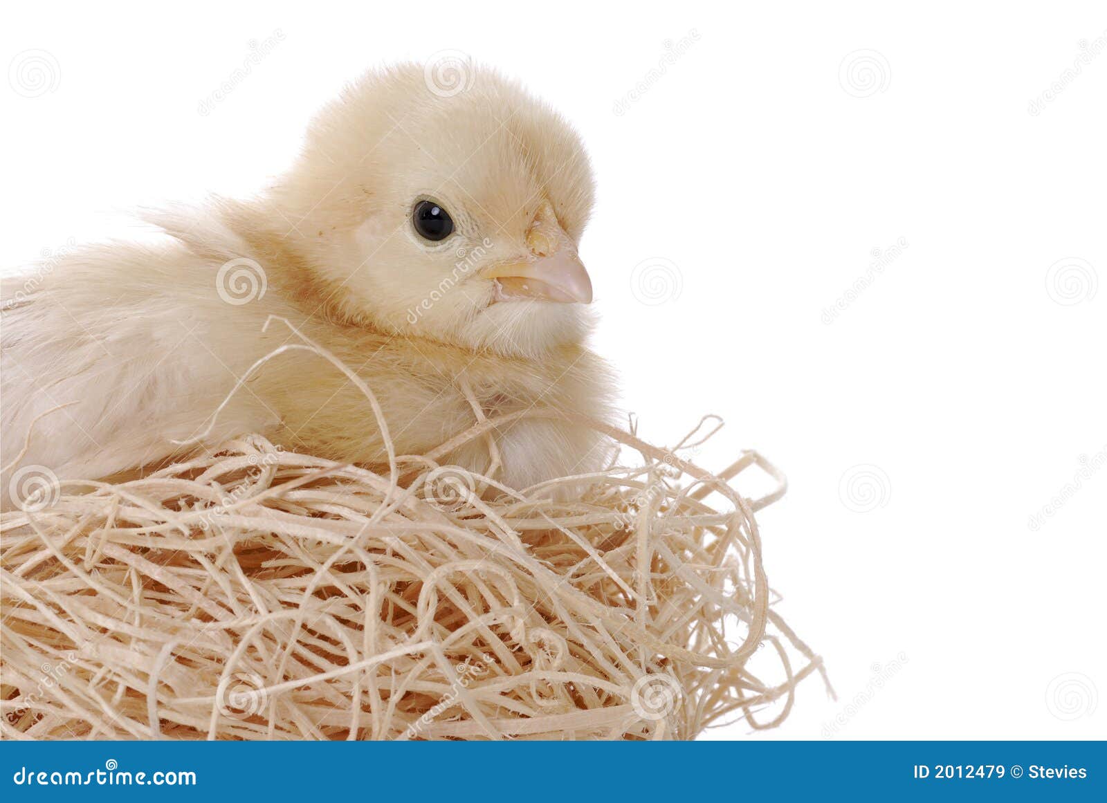 Baby-Huhn In Ihrem Nest Bild. Bild: 2012479
