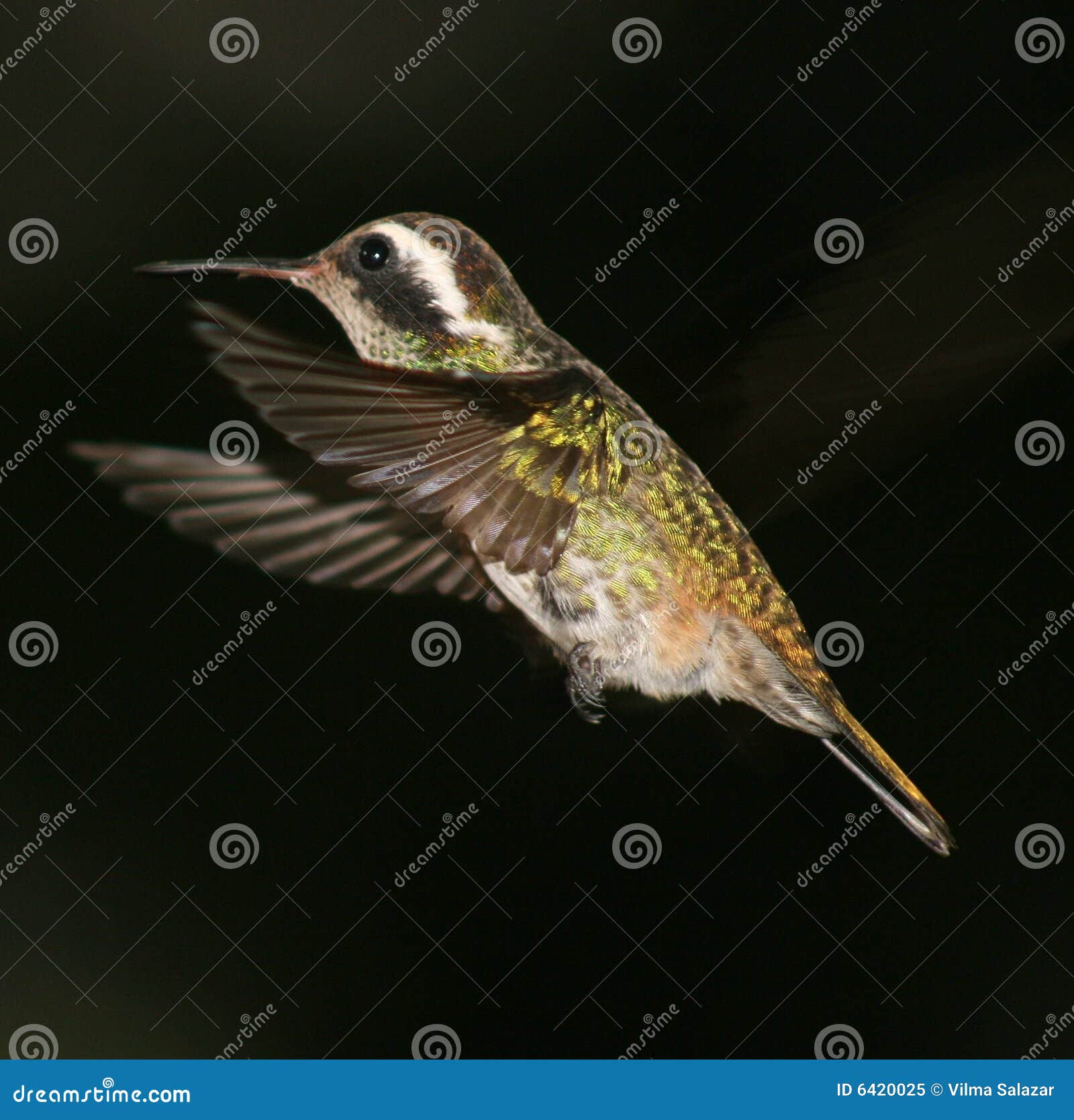 Baby Hummingbirds Flying
